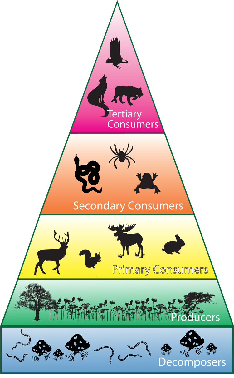 Food Chains and Trophic Cascades — Water Rocks!