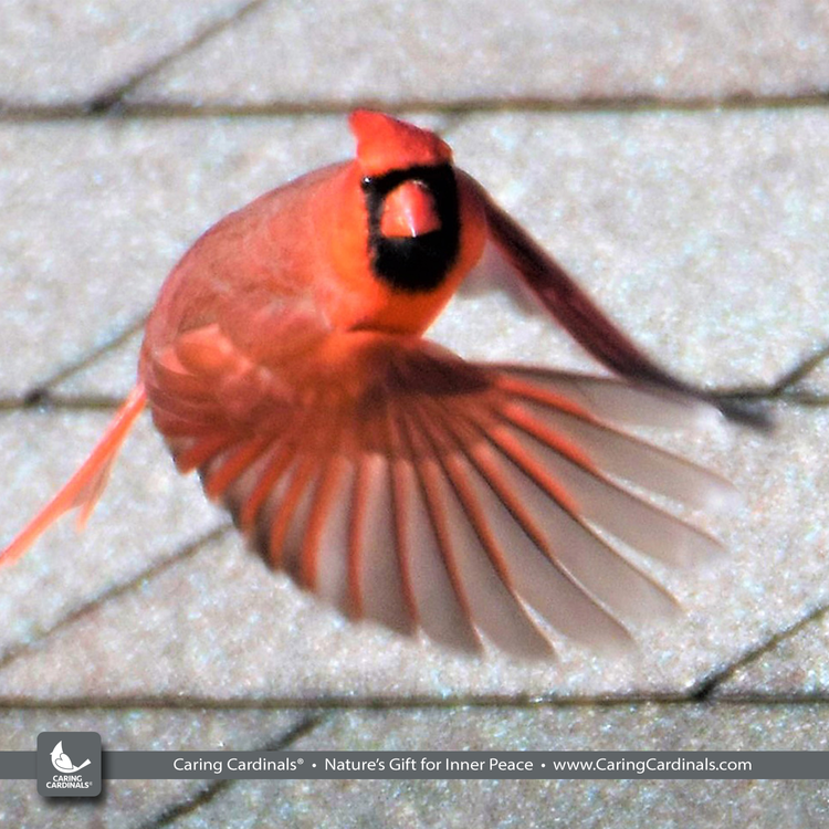 SPIRITUAL SIGNS — CARING CARDINALS