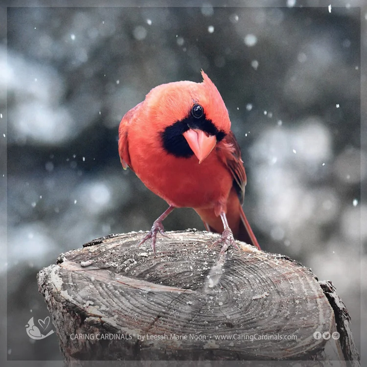 SPIRITUAL SIGNS — CARING CARDINALS