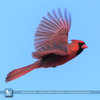 CARDINAL FACTS — CARING CARDINALS