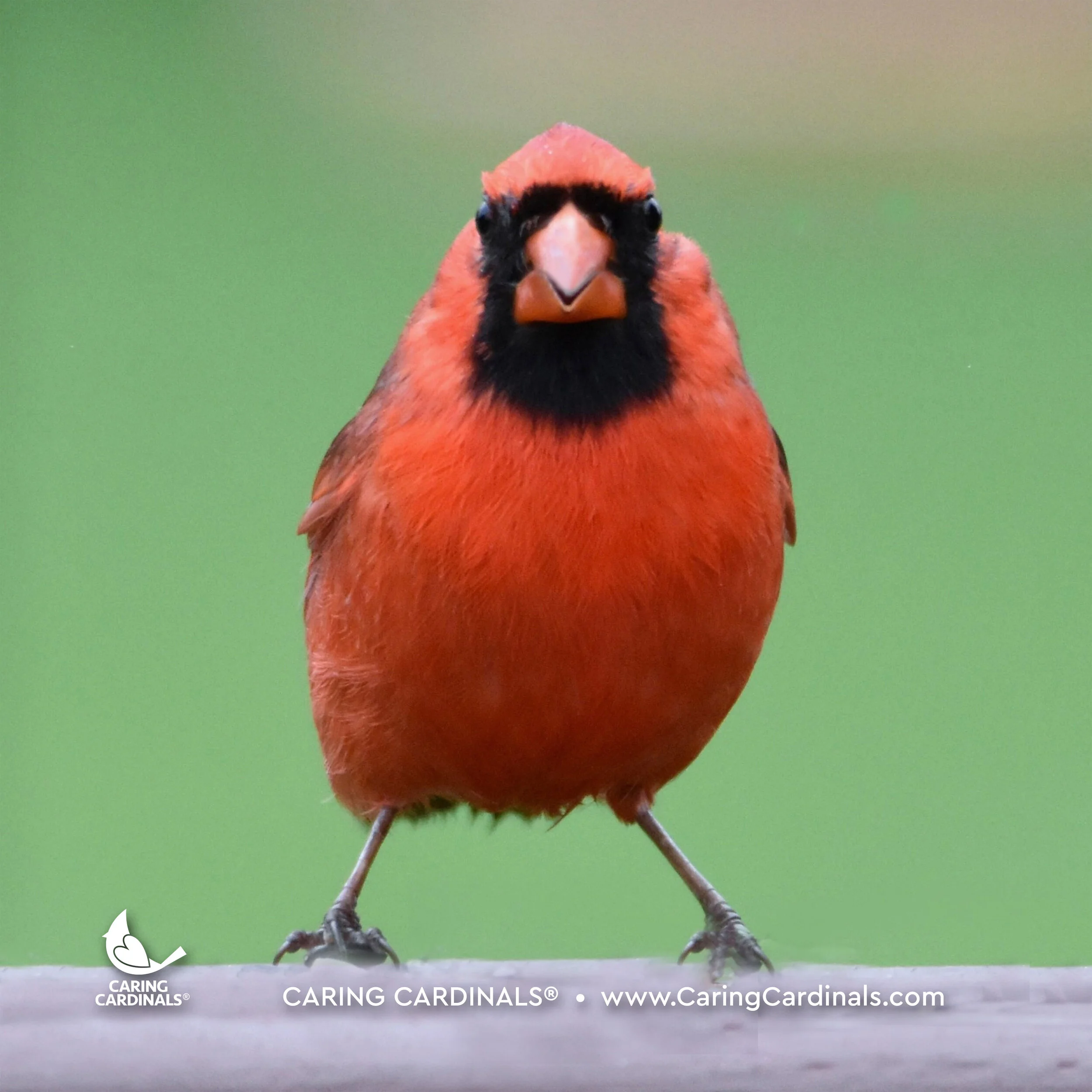 Cardinal Experiences — CARING CARDINALS