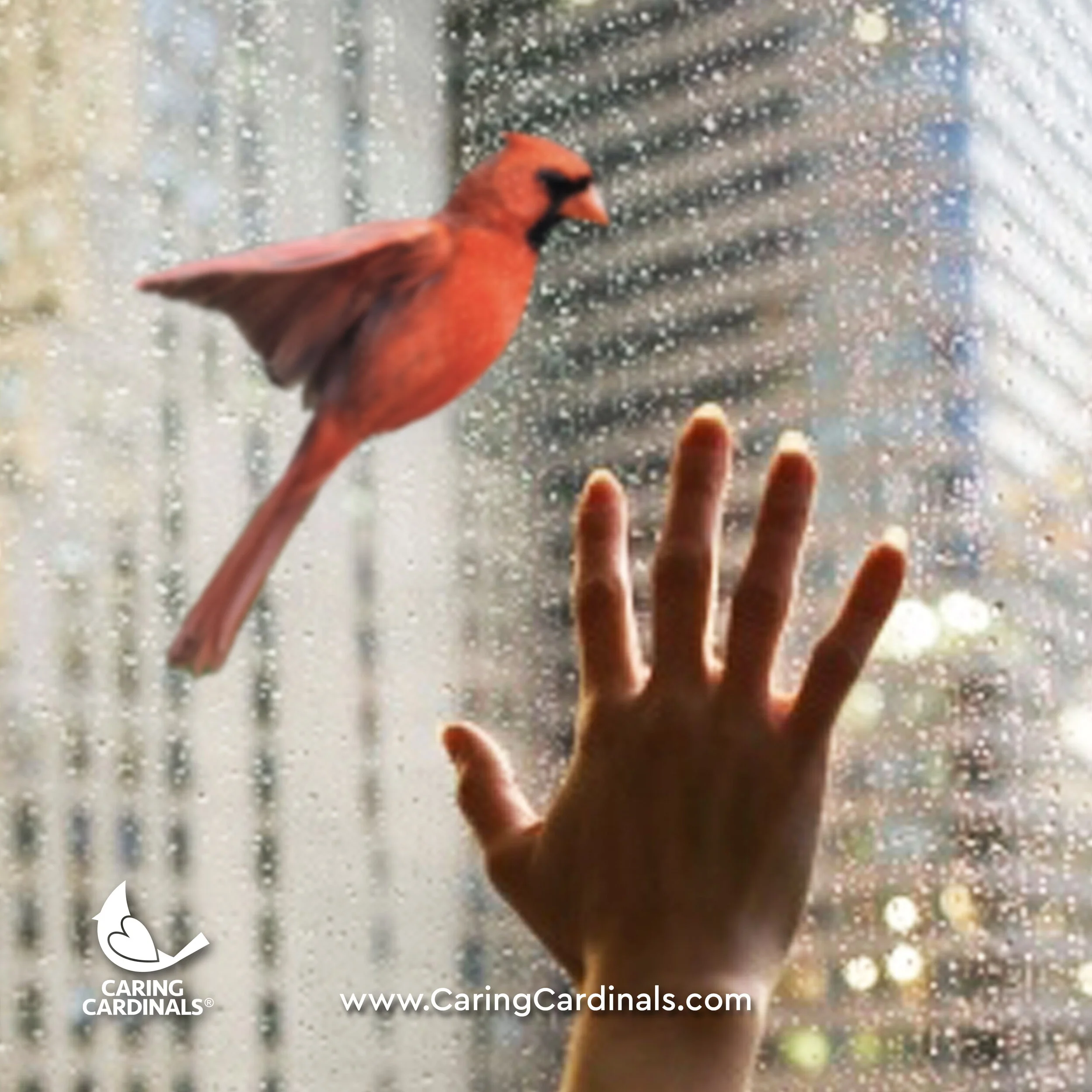 Cardinal Experiences — CARING CARDINALS
