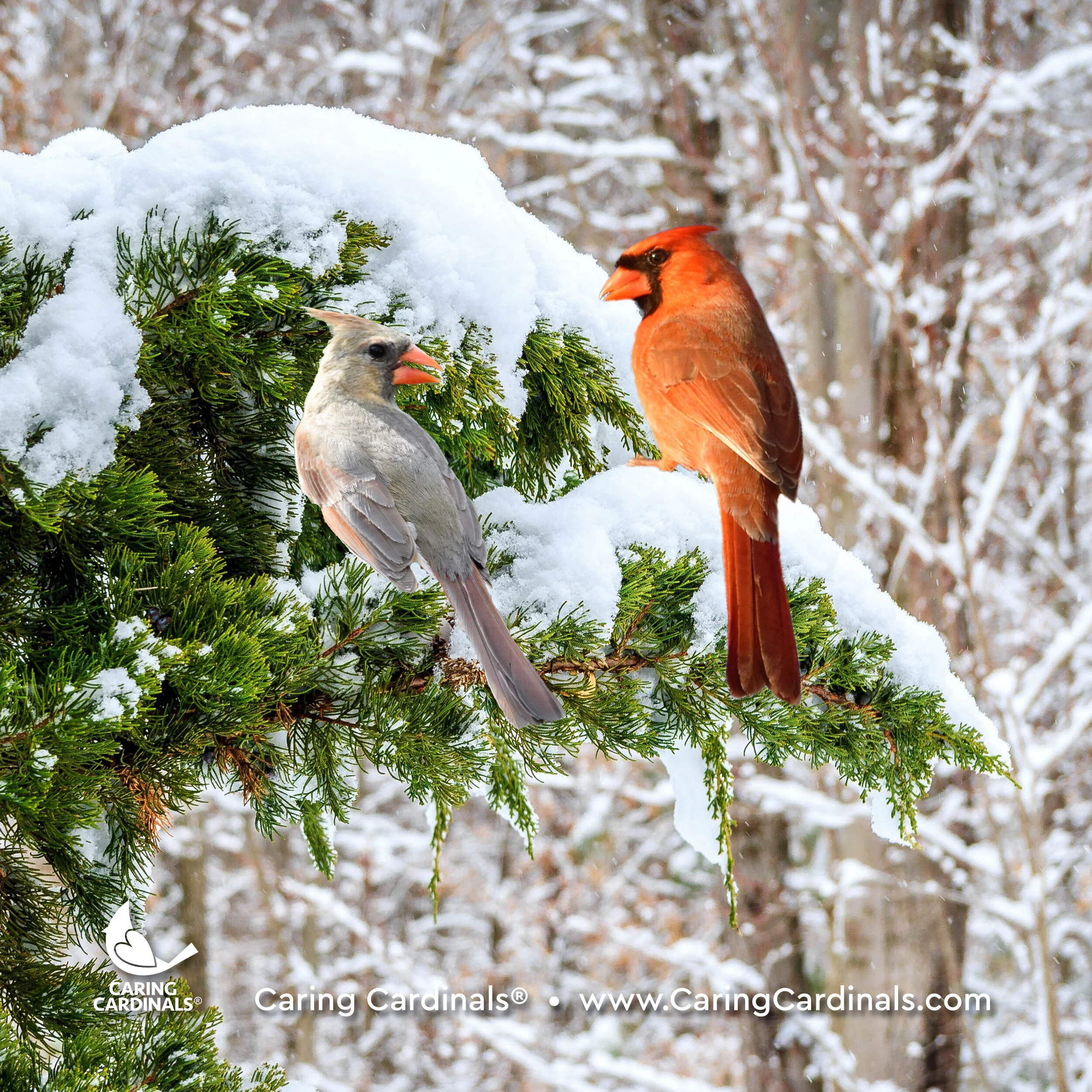 Cardinal Experiences — CARING CARDINALS