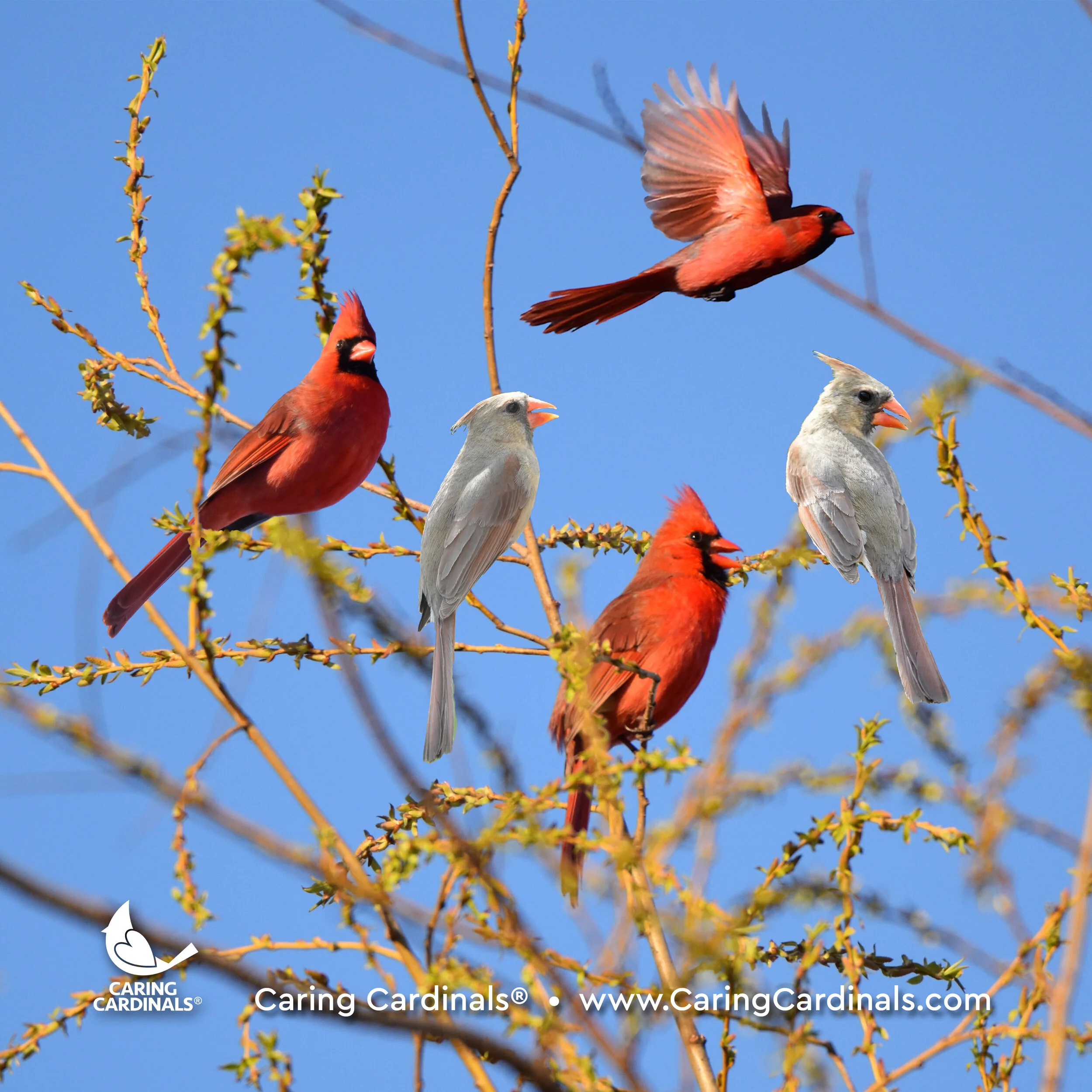 Cardinal Experiences — CARING CARDINALS