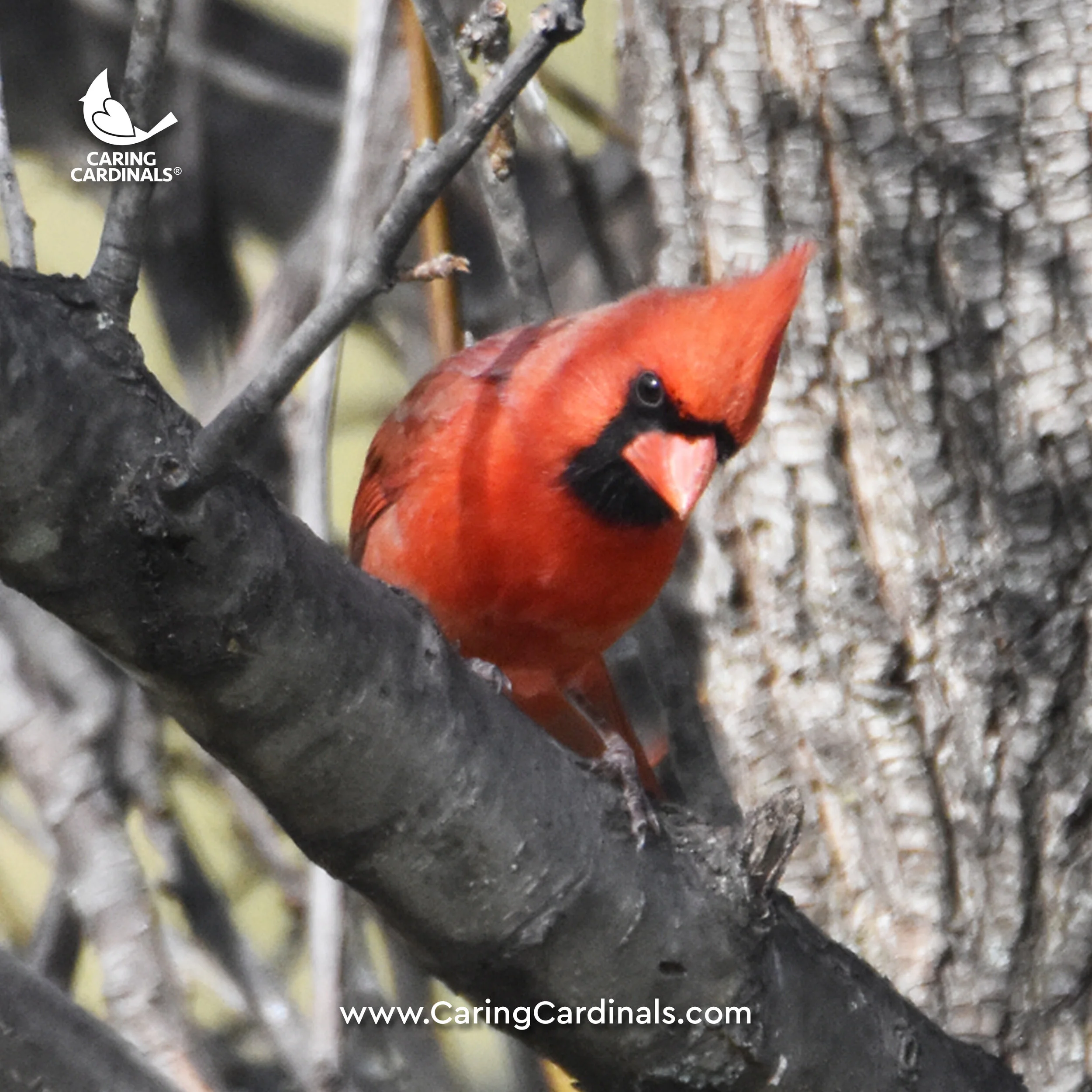Cardinal Experiences — CARING CARDINALS