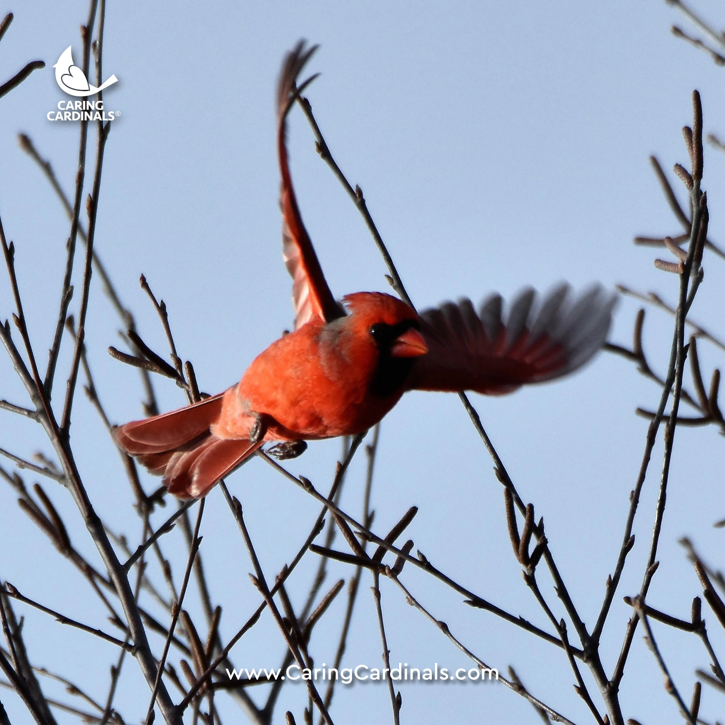 Cardinal Experiences — CARING CARDINALS