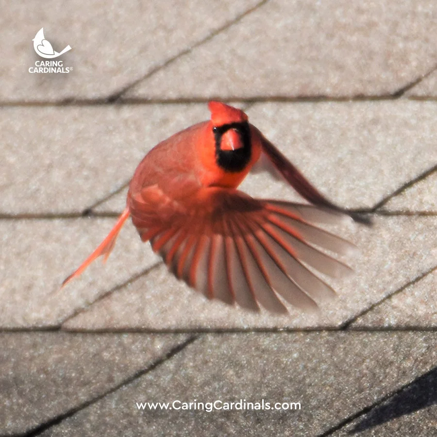 Cardinal Experiences — CARING CARDINALS