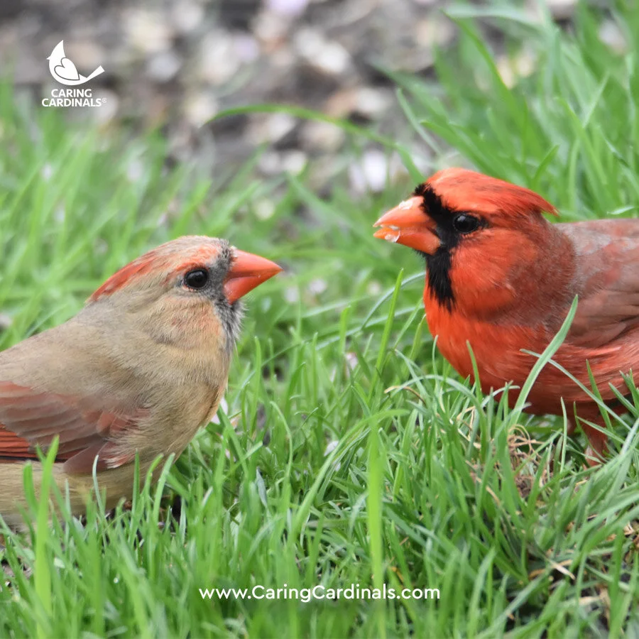 Cardinal Experiences — CARING CARDINALS