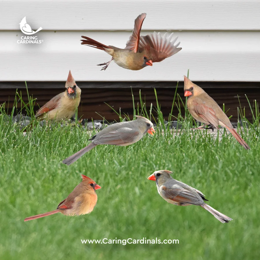 Cardinal Experiences — CARING CARDINALS