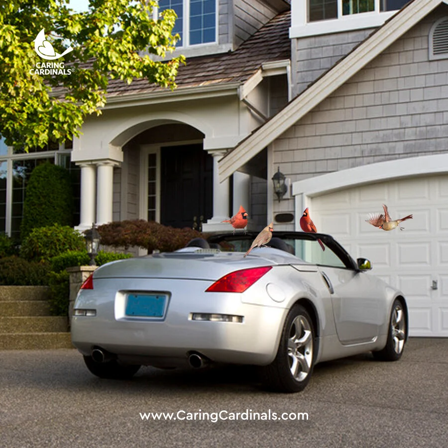 Cardinal Experiences — CARING CARDINALS