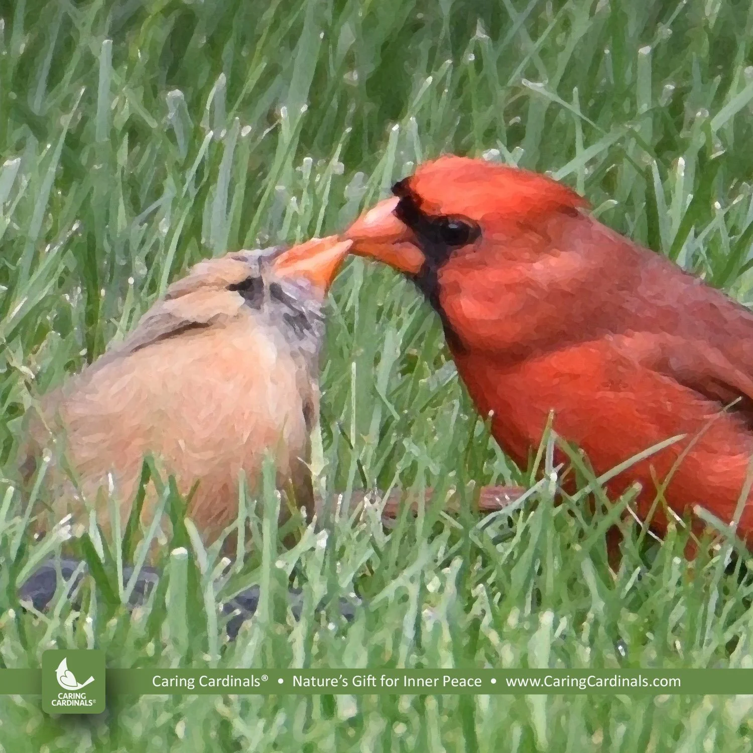 PHOTO GALLERY — CARING CARDINALS