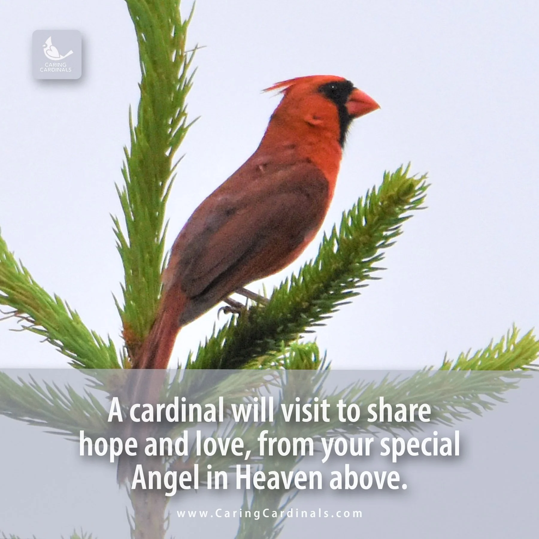 PHOTO GALLERY — CARING CARDINALS