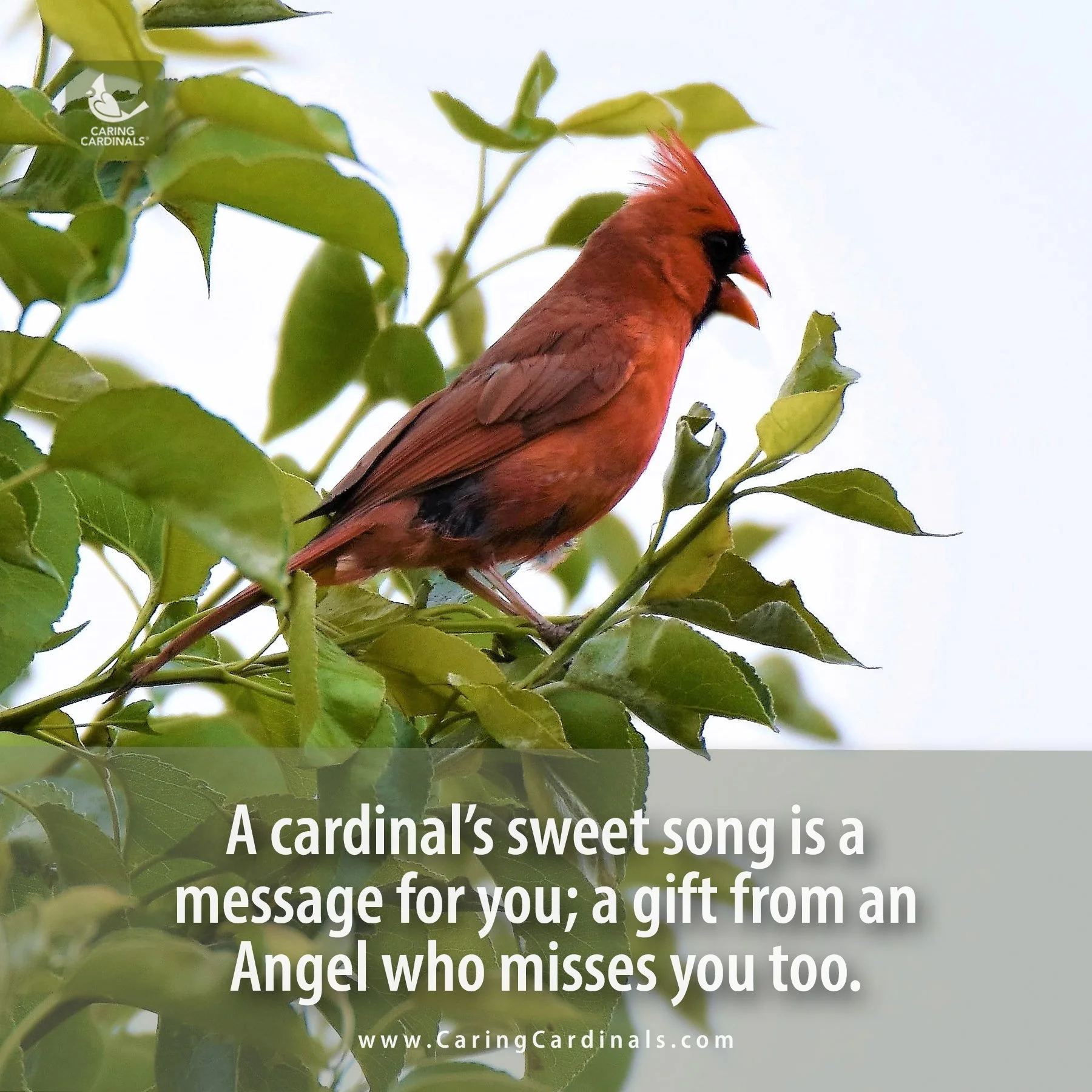 PHOTO GALLERY — CARING CARDINALS