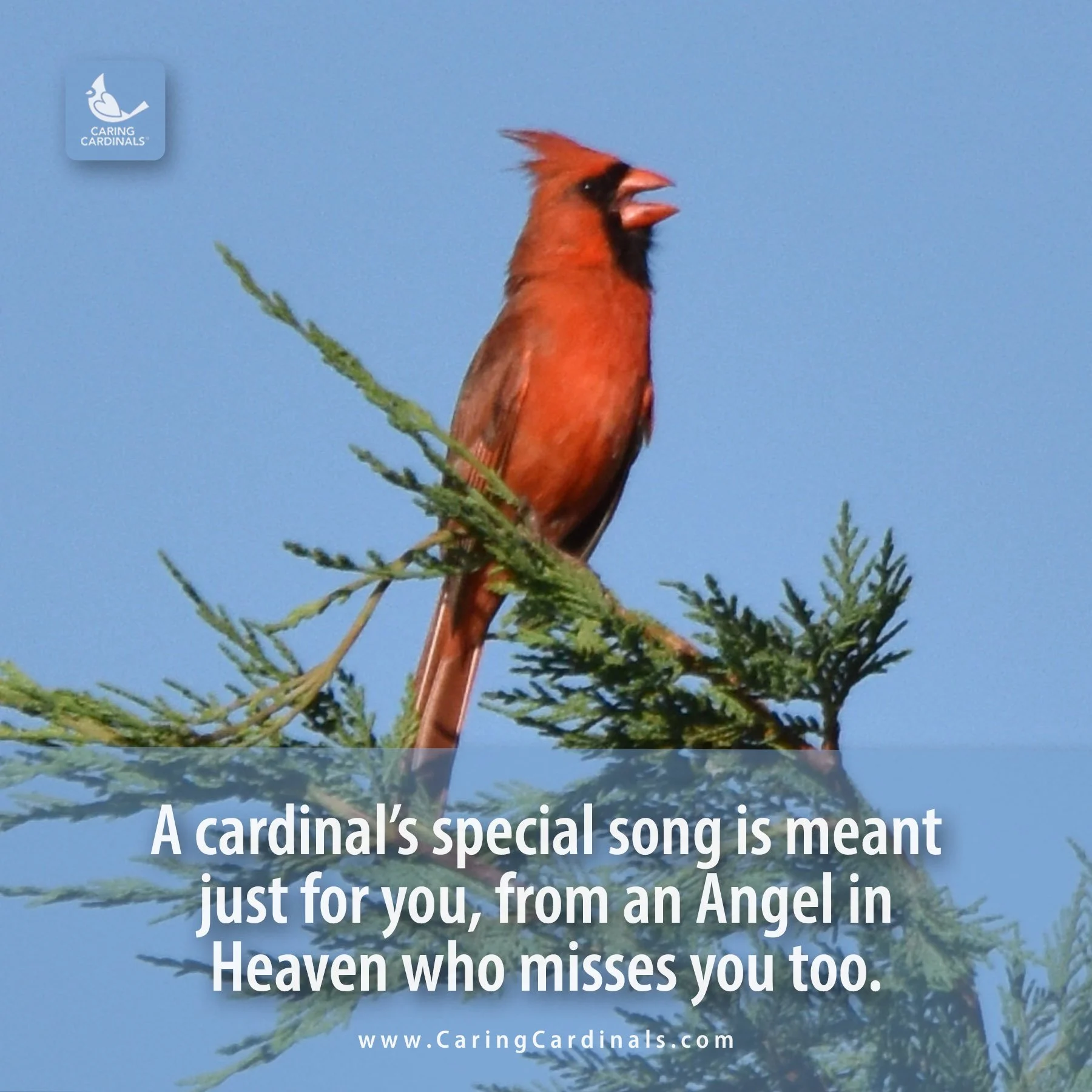 PHOTO GALLERY — CARING CARDINALS