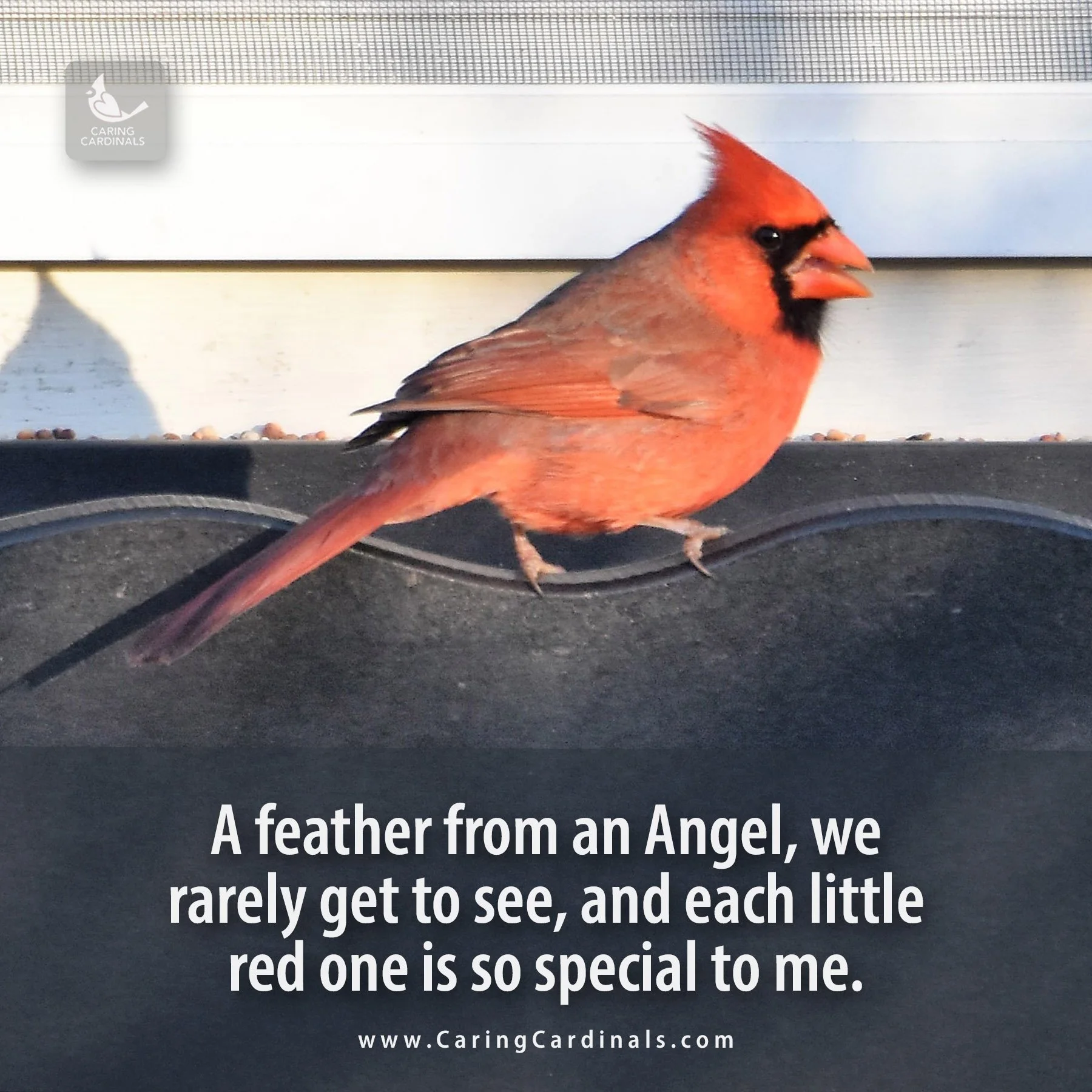 PHOTO GALLERY — CARING CARDINALS