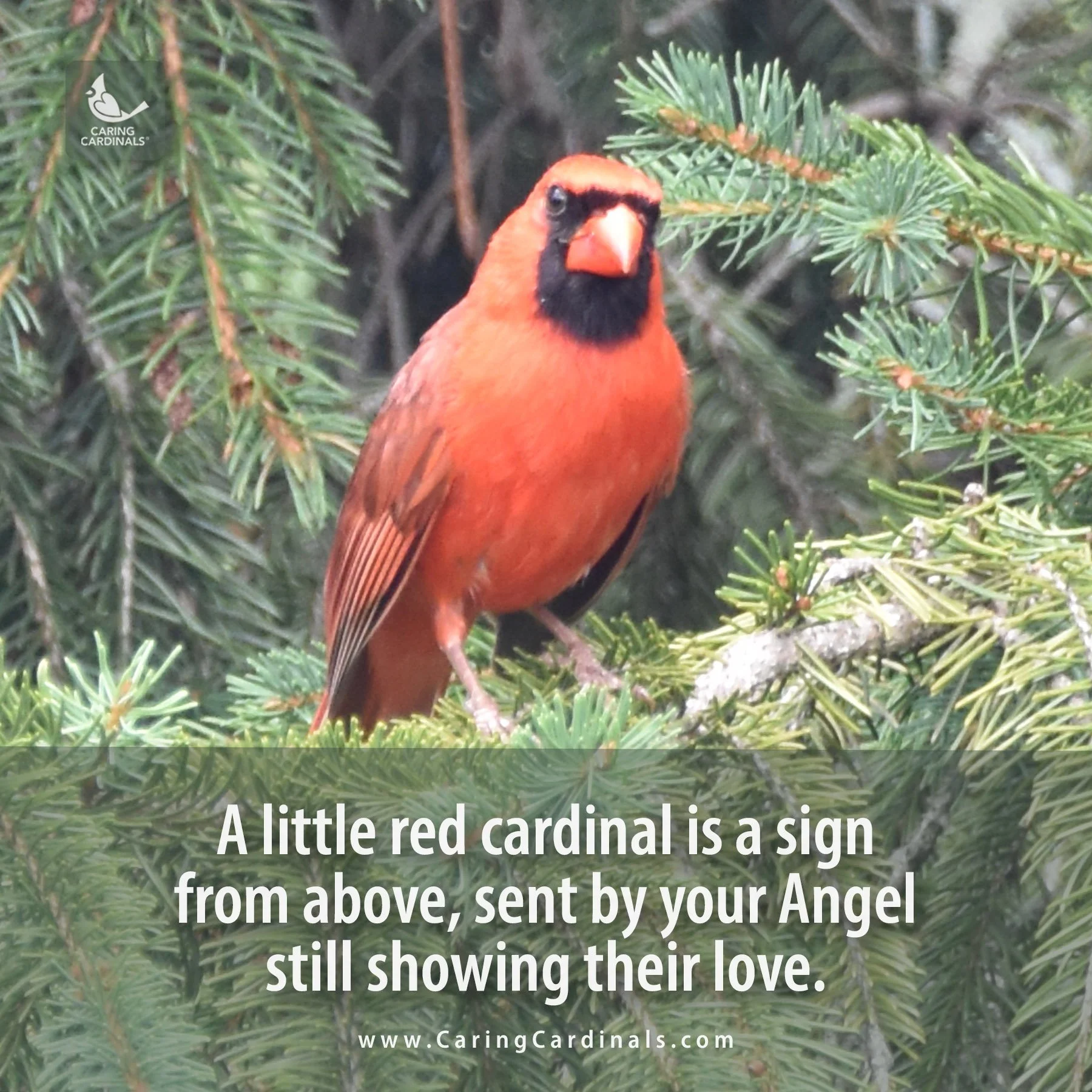 PHOTO GALLERY — CARING CARDINALS
