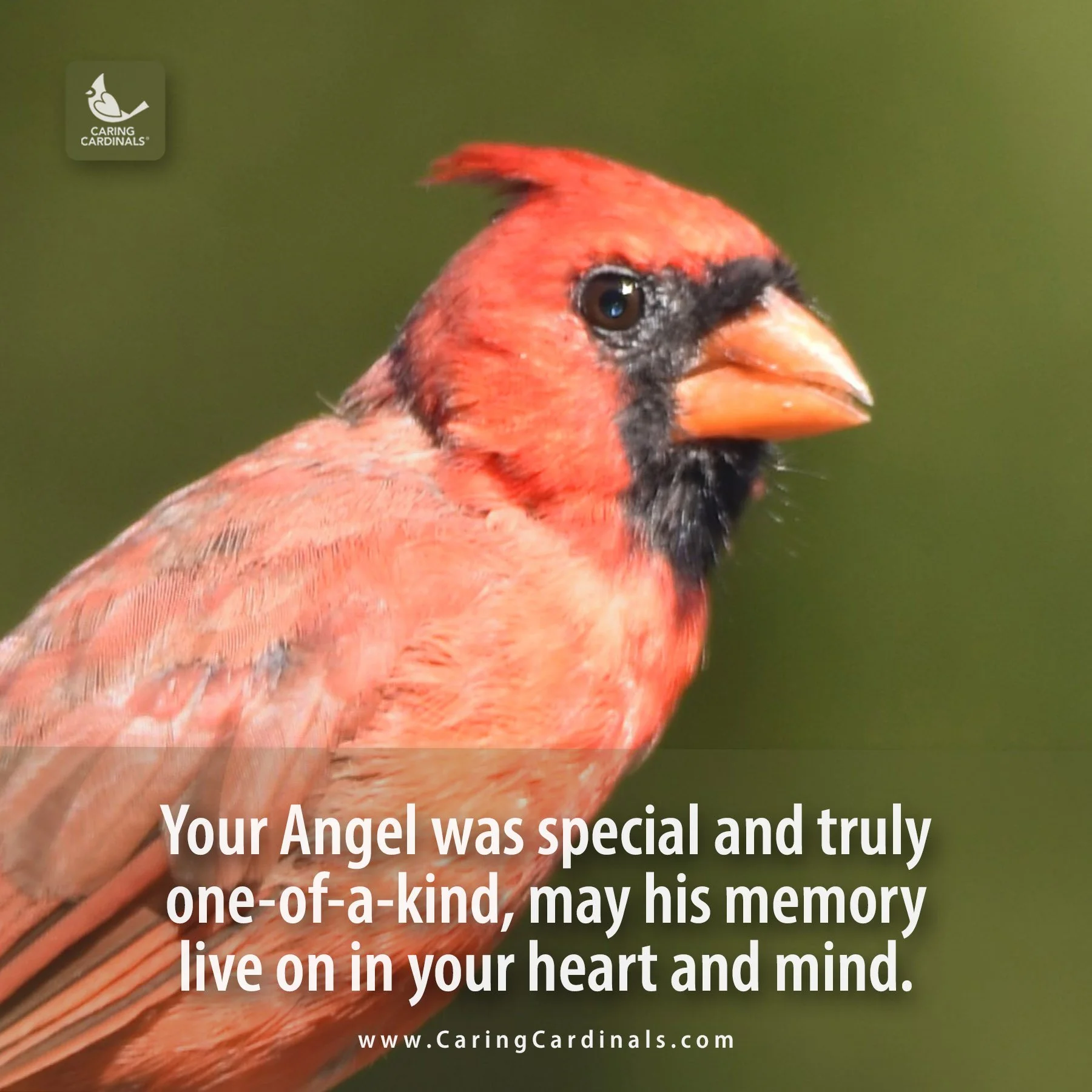 PHOTO GALLERY — CARING CARDINALS