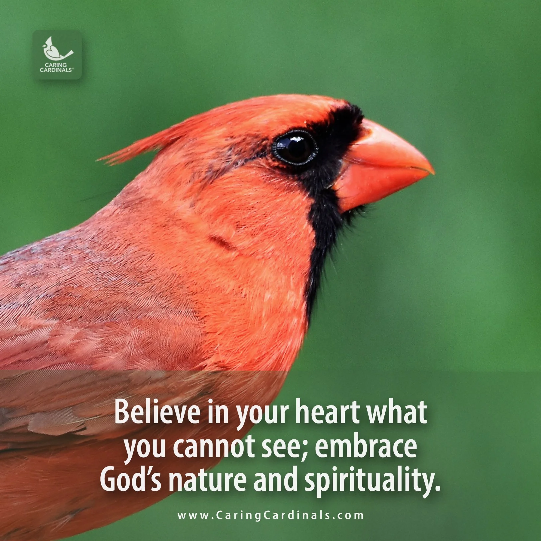 PHOTO GALLERY — CARING CARDINALS