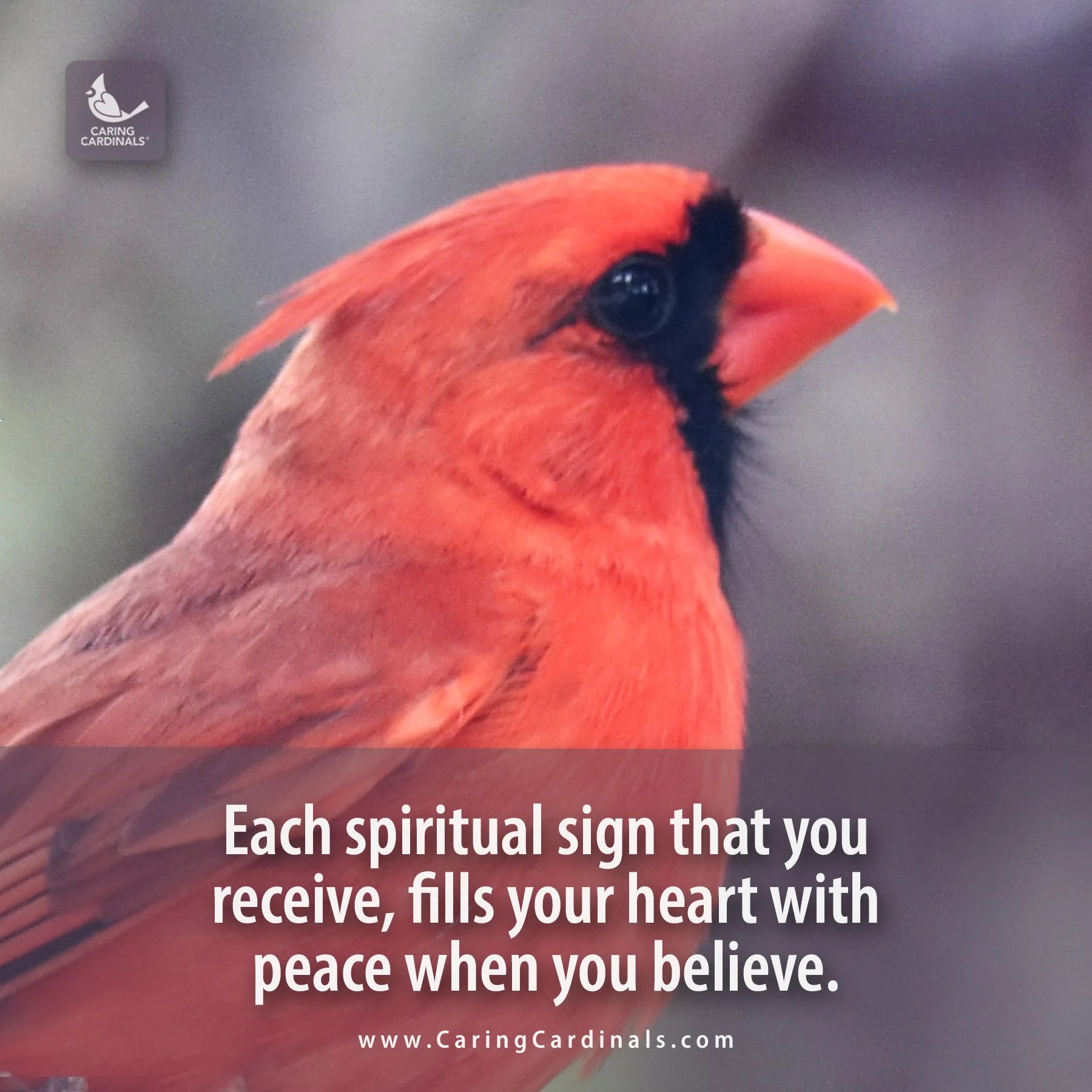 PHOTO GALLERY — CARING CARDINALS