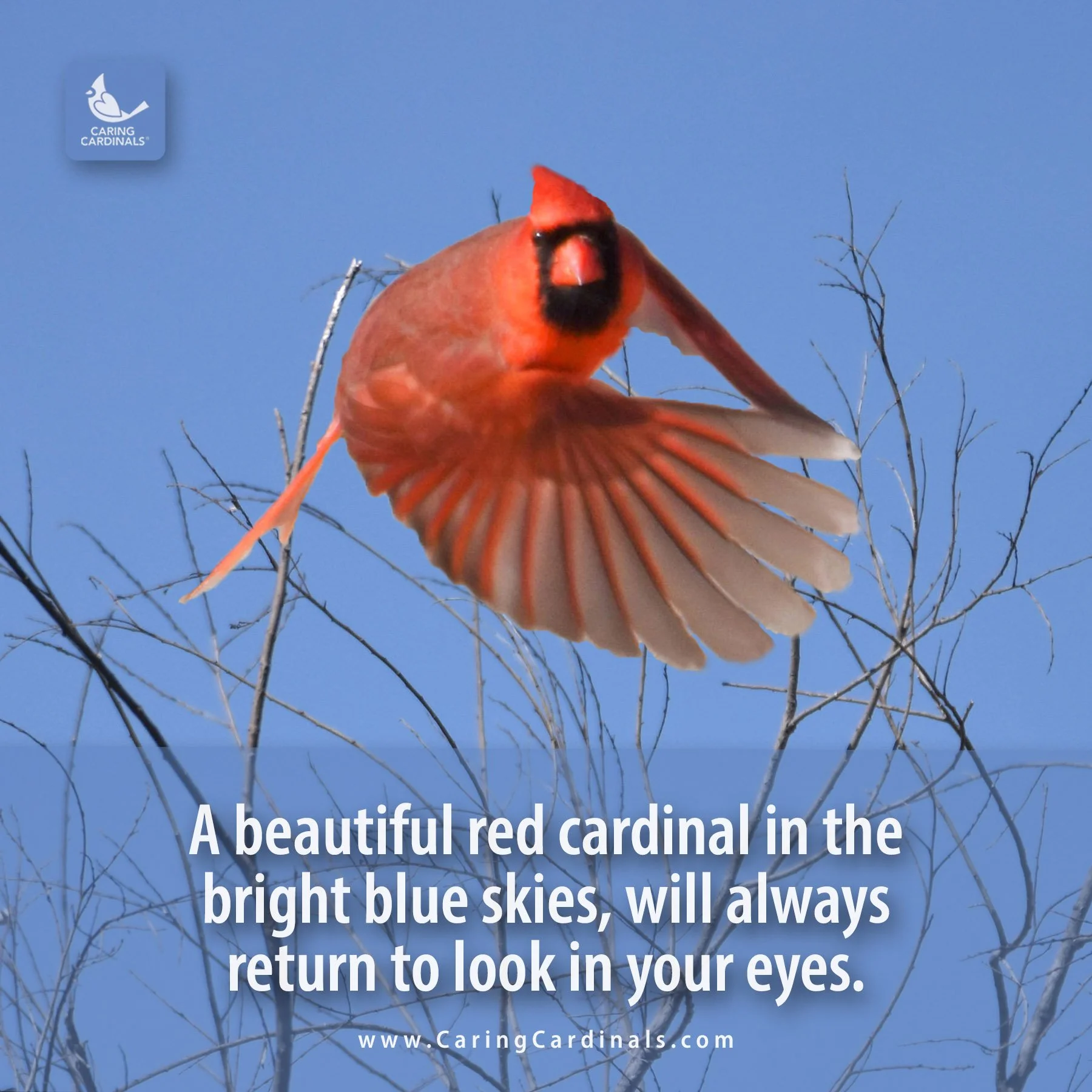 PHOTO GALLERY — CARING CARDINALS