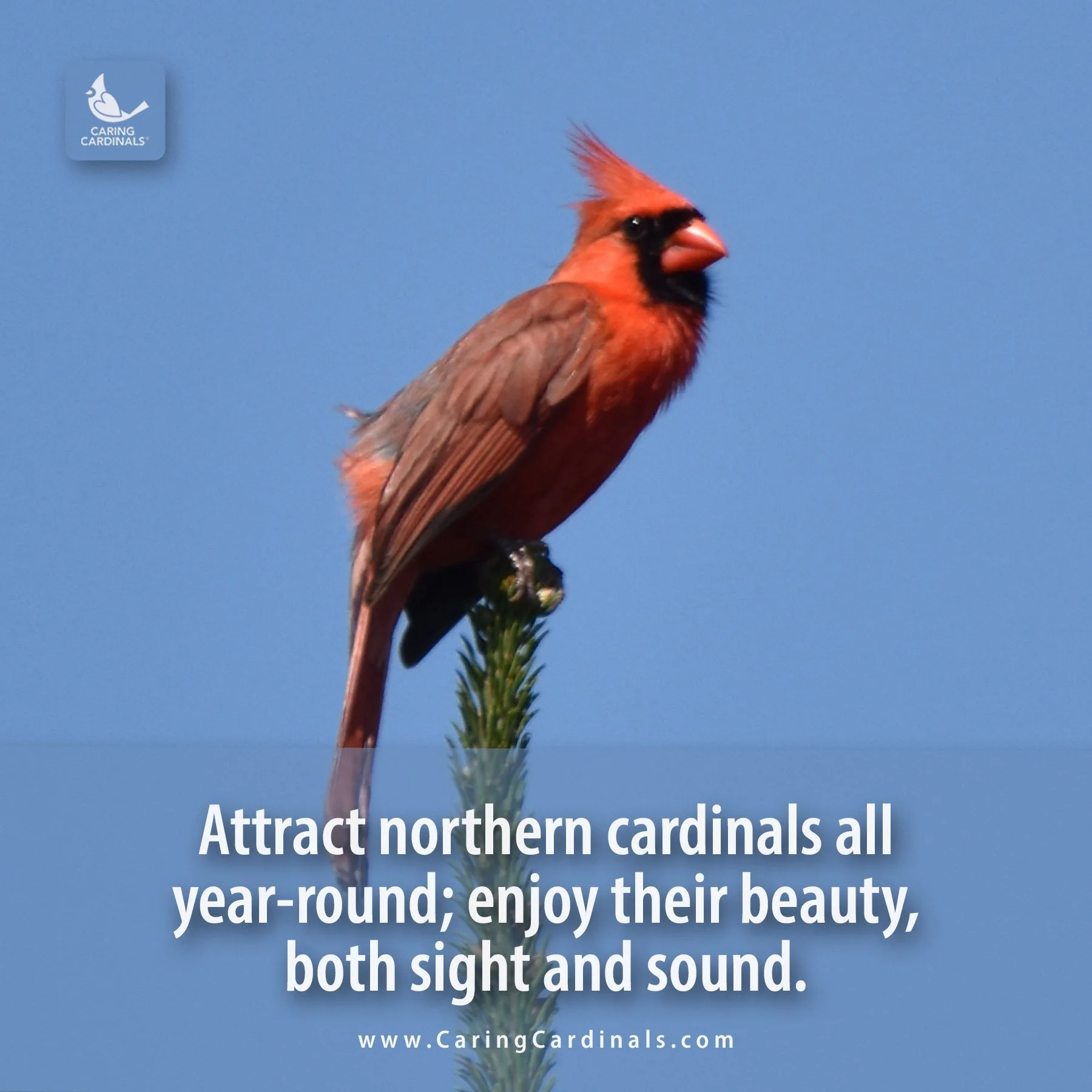 PHOTO GALLERY — CARING CARDINALS