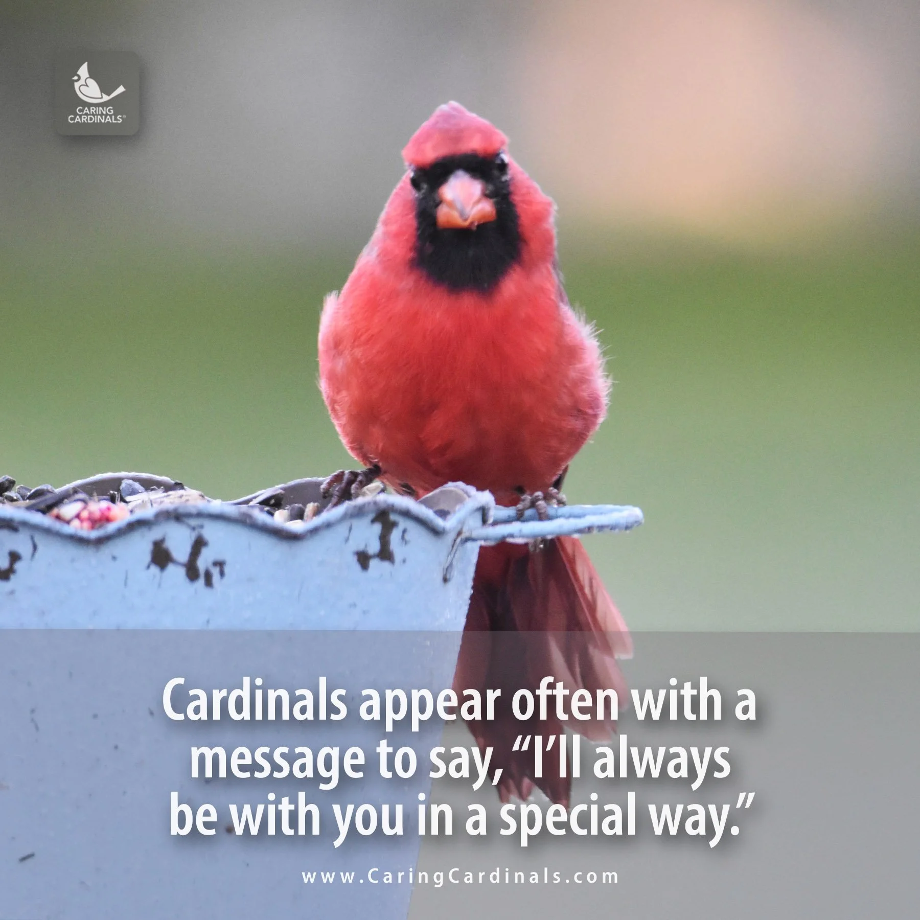 PHOTO GALLERY — CARING CARDINALS