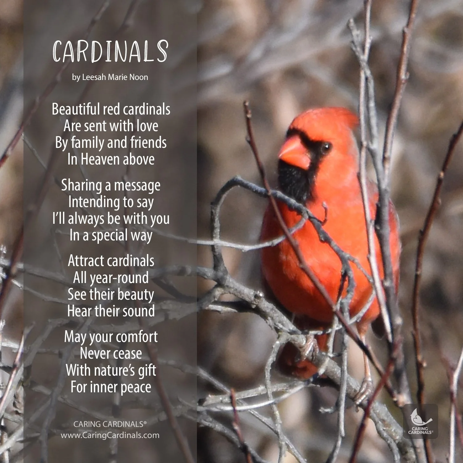 Poetry — CARING CARDINALS