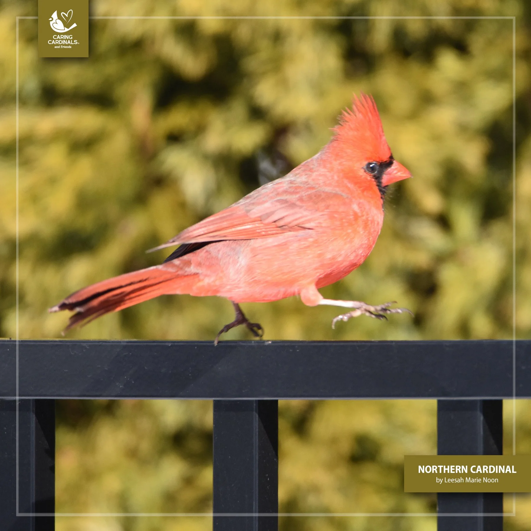 PHOTO GALLERY — CARING CARDINALS