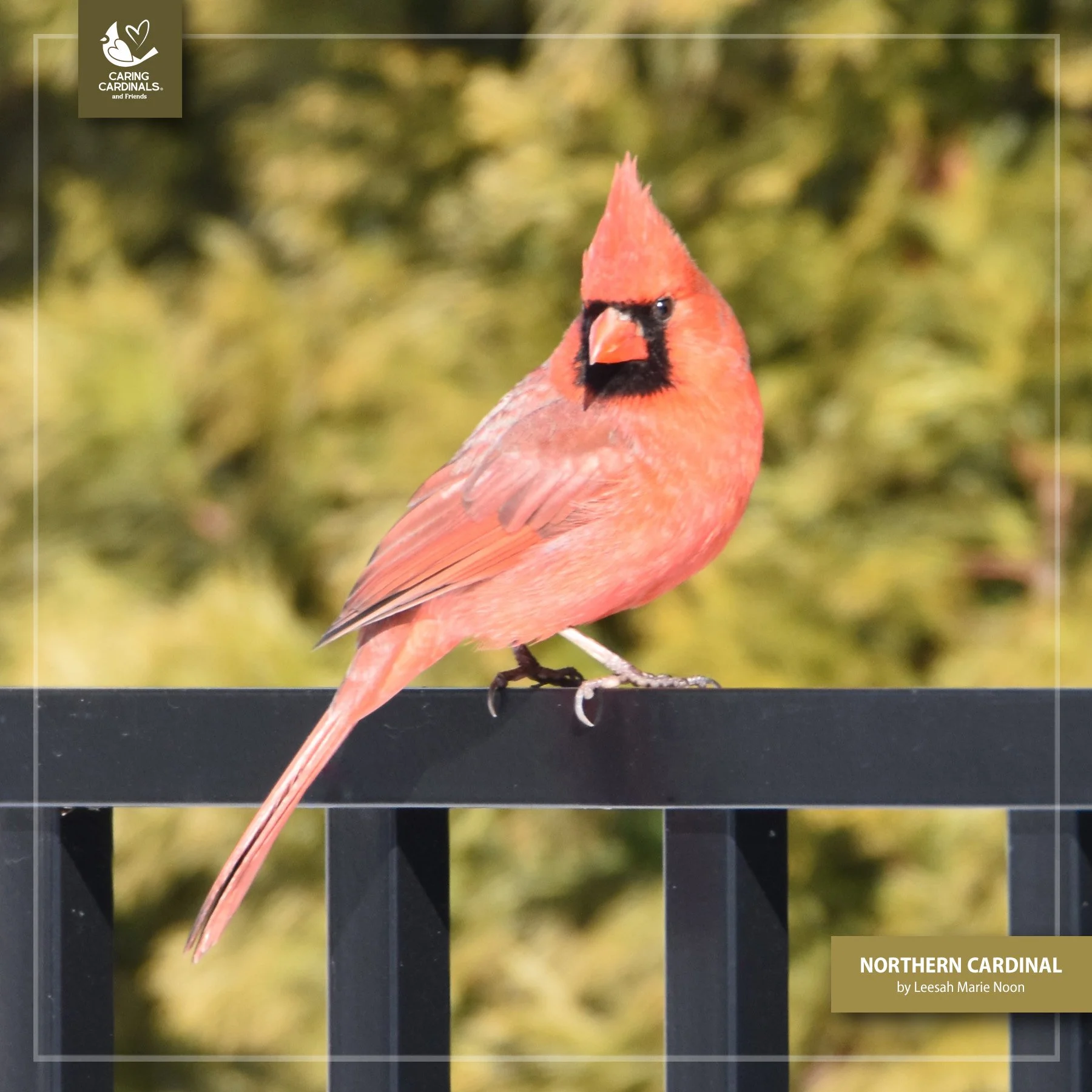 PHOTO GALLERY — CARING CARDINALS