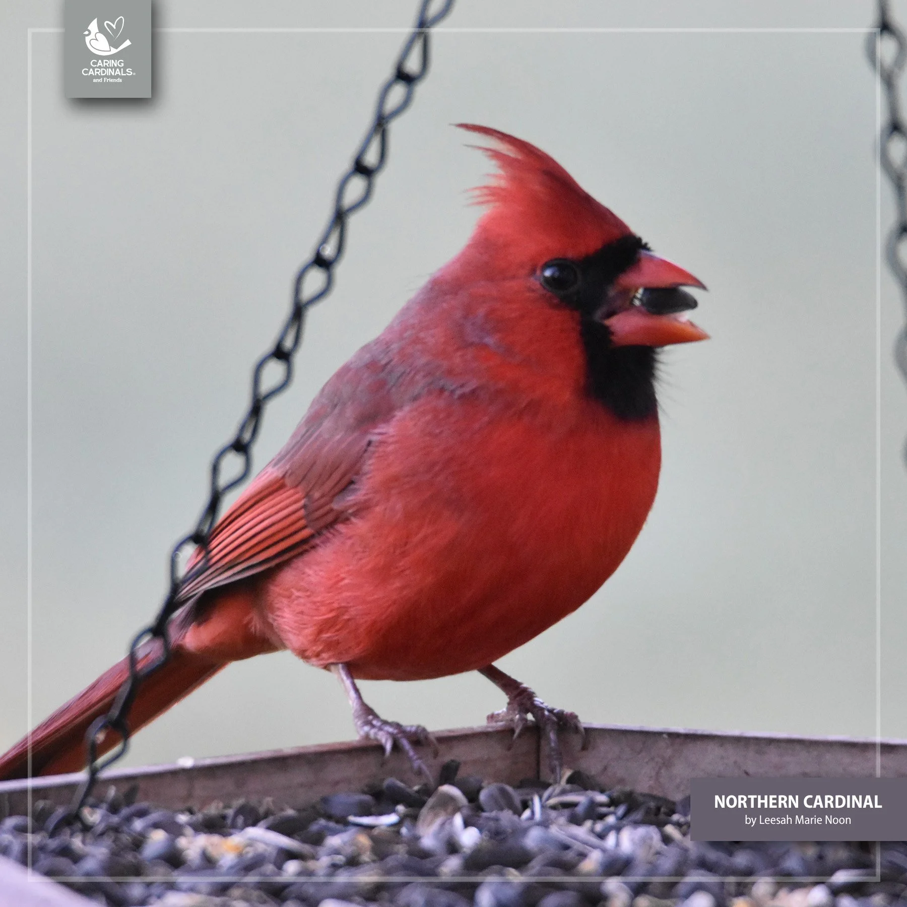 PHOTO GALLERY — CARING CARDINALS