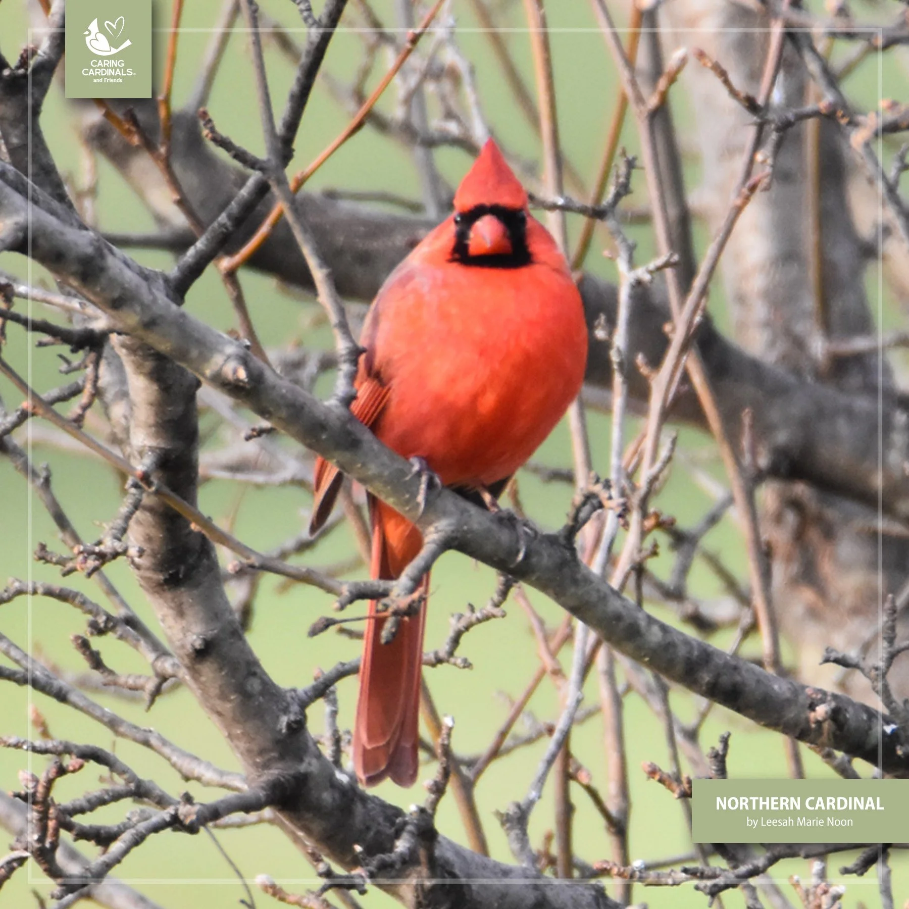 PHOTO GALLERY — CARING CARDINALS