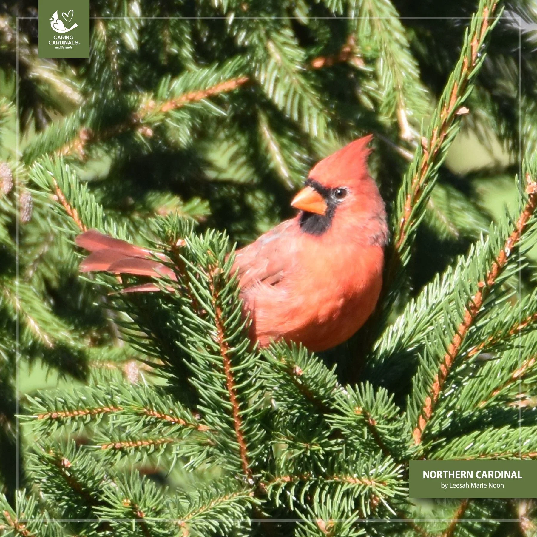 PHOTO GALLERY — CARING CARDINALS