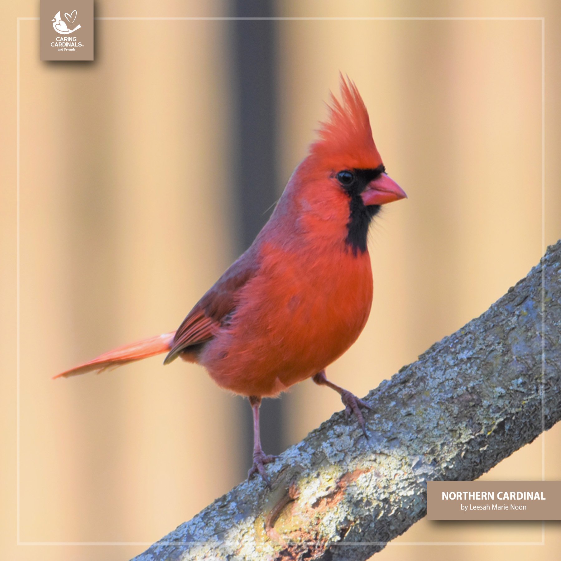 PHOTO GALLERY — CARING CARDINALS