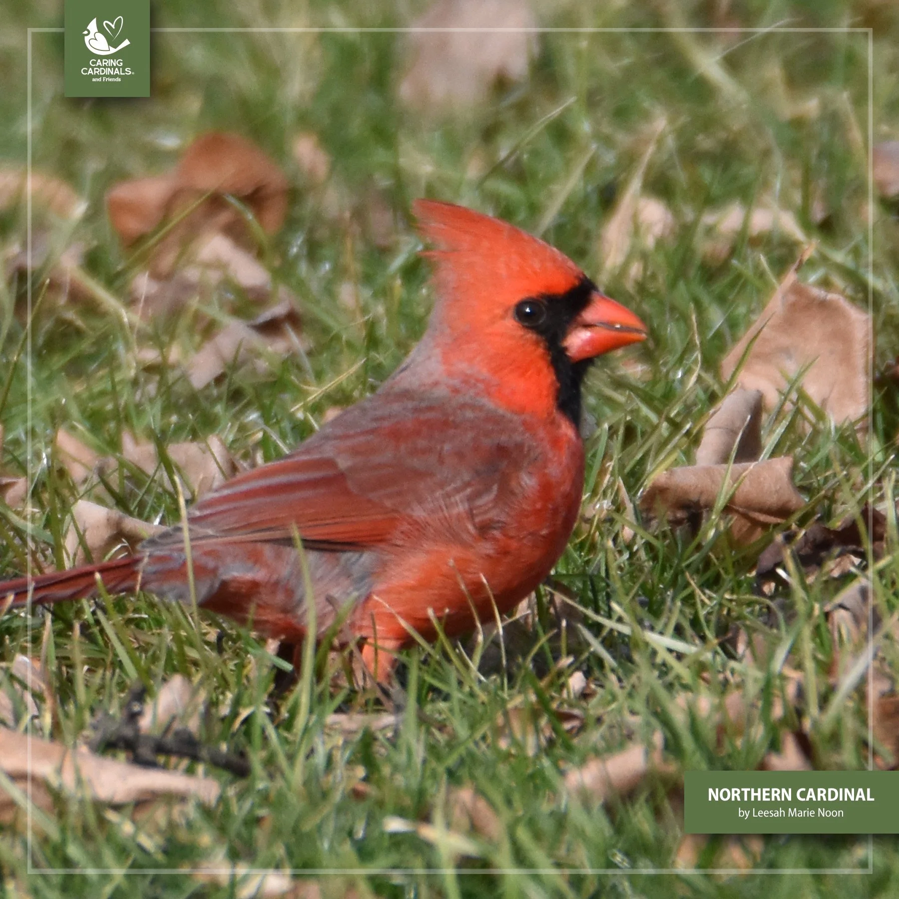 PHOTO GALLERY — CARING CARDINALS