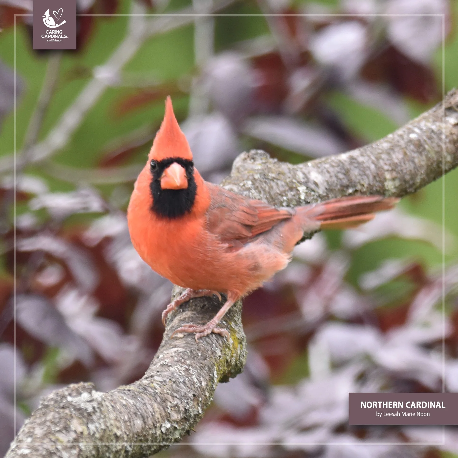PHOTO GALLERY — CARING CARDINALS