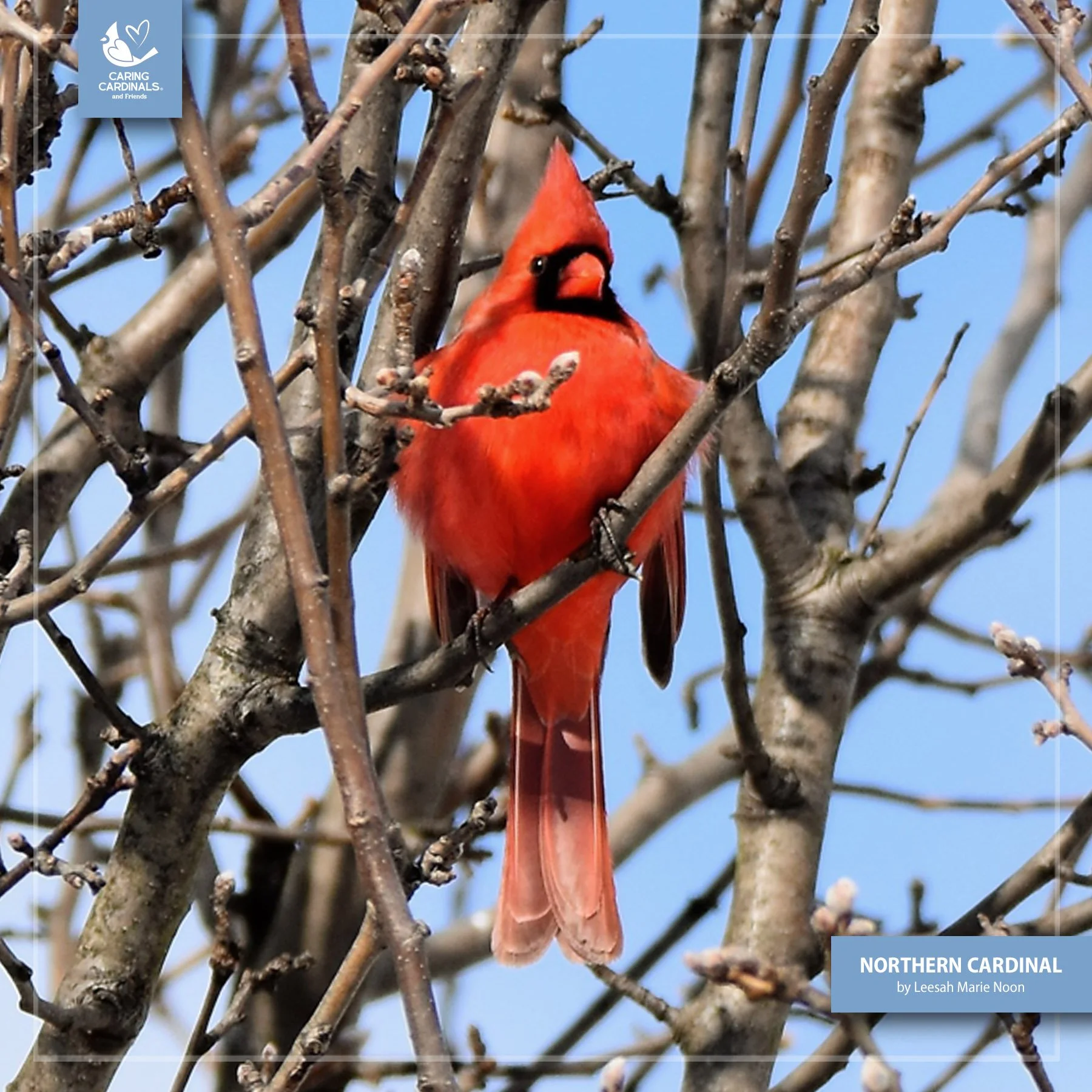 PHOTO GALLERY — CARING CARDINALS