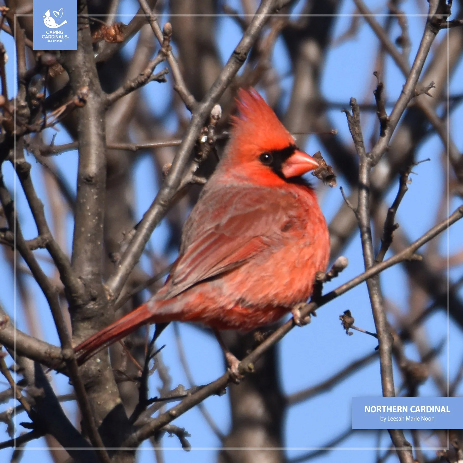 PHOTO GALLERY — CARING CARDINALS