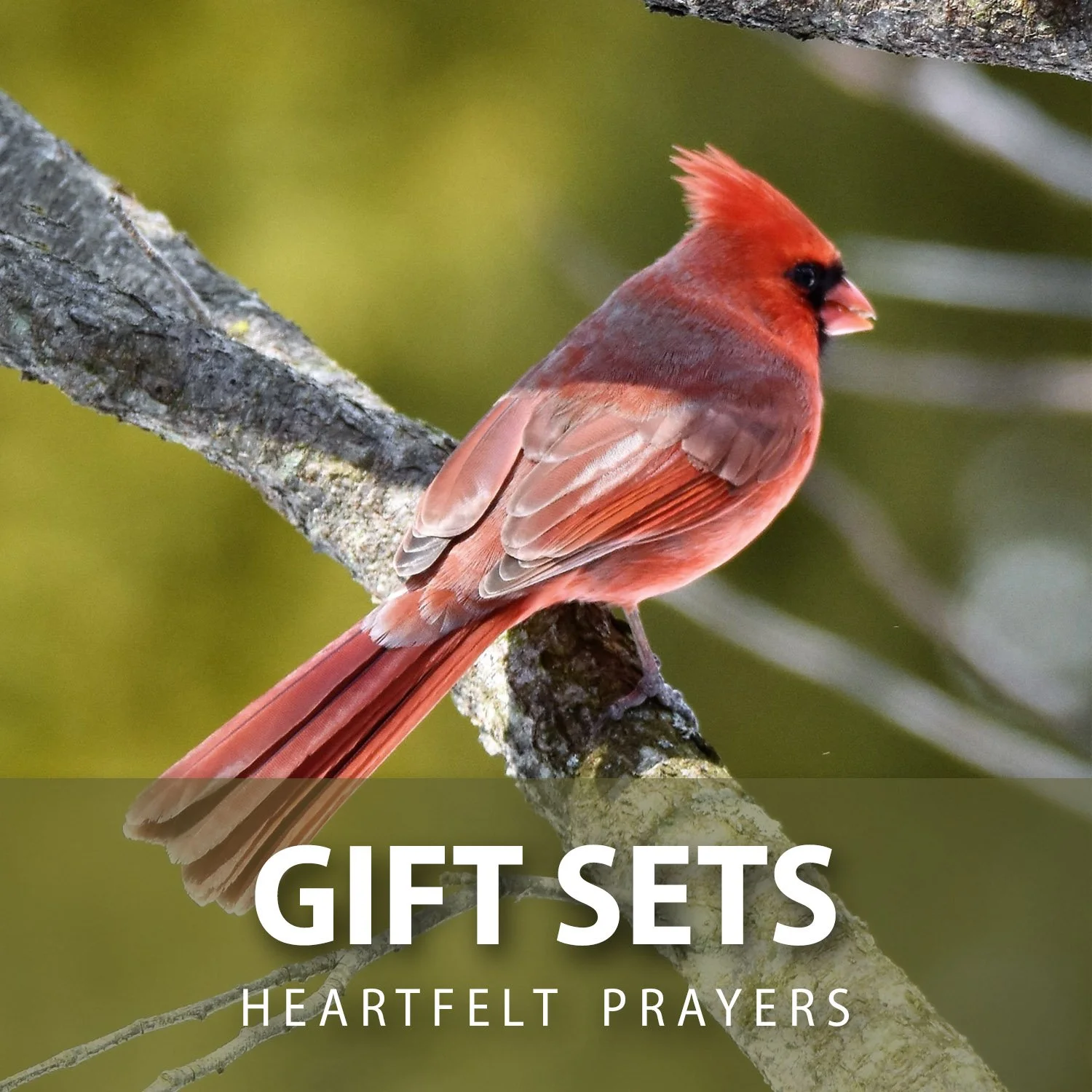 Gift Shop — CARING CARDINALS