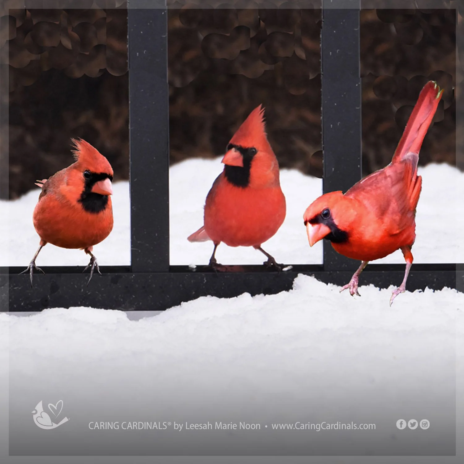CARDINAL FACTS — CARING CARDINALS