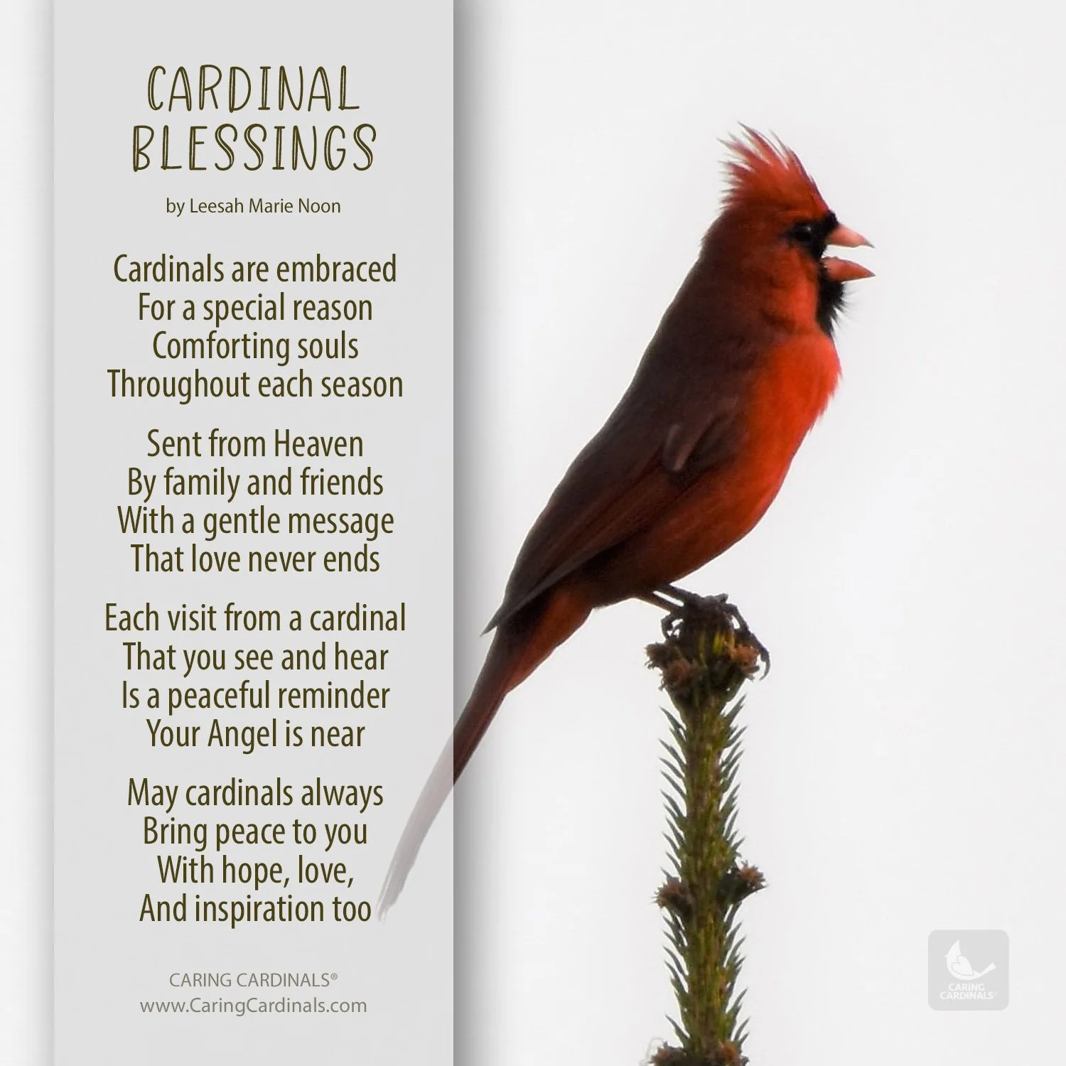 Poetry — CARING CARDINALS