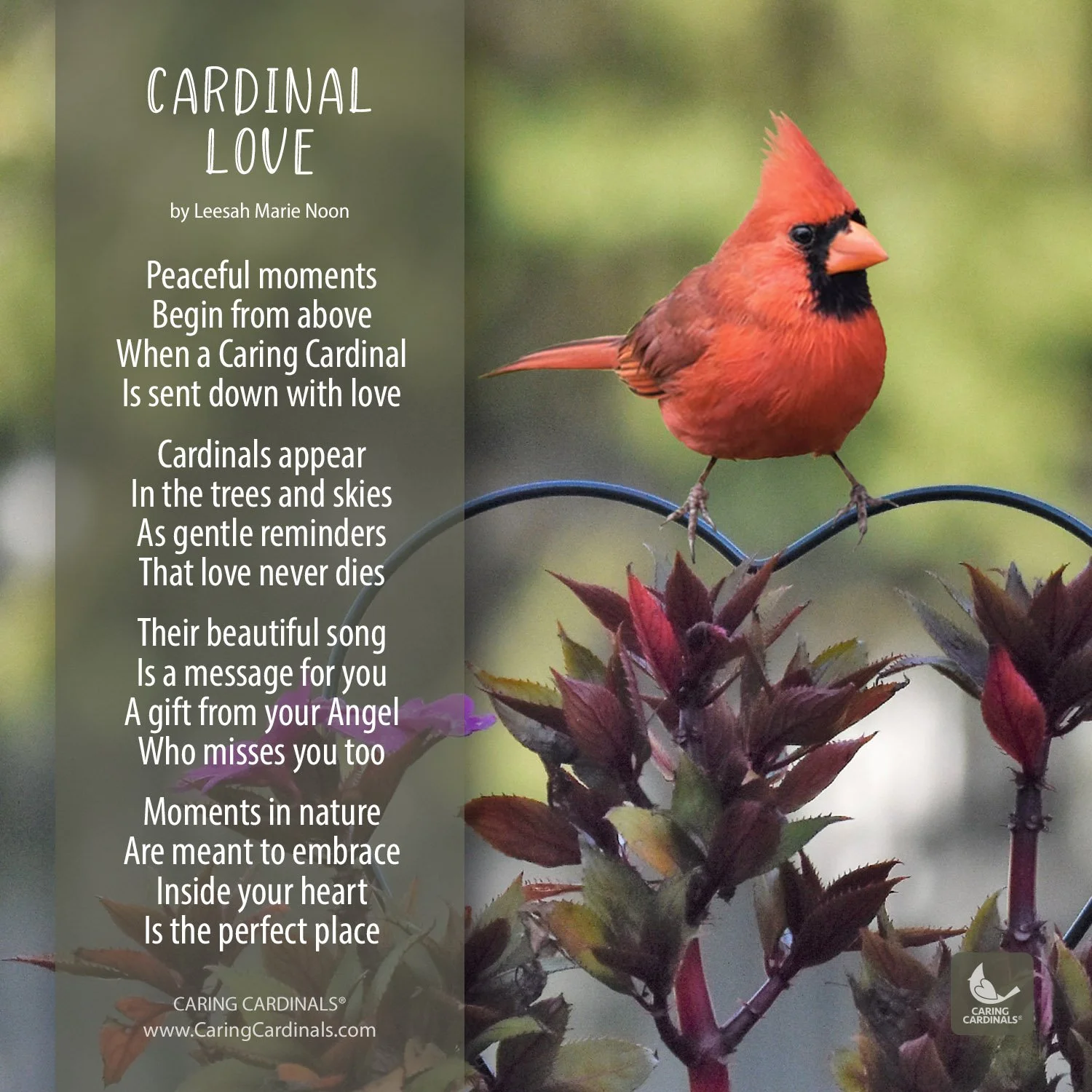 Poetry — CARING CARDINALS