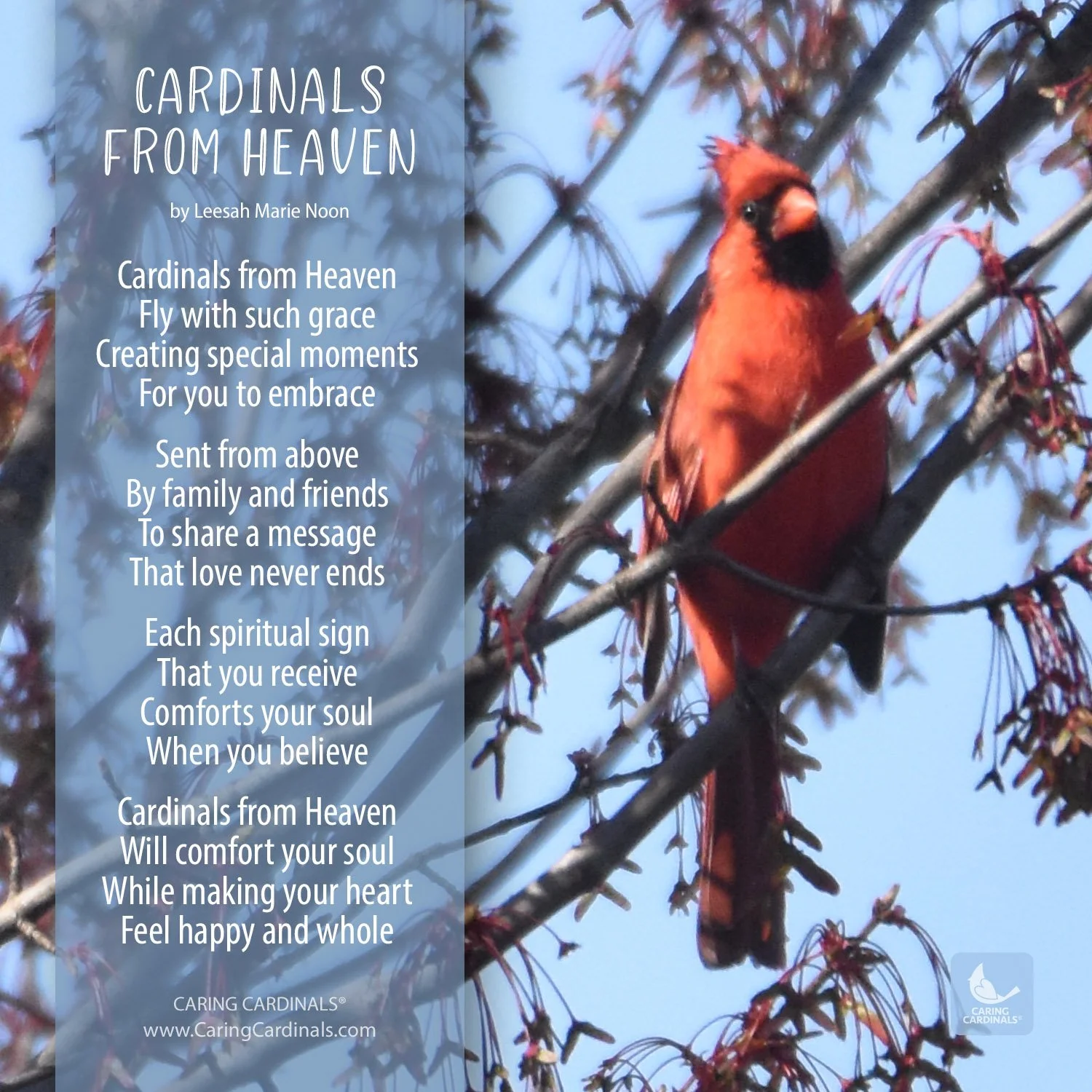Poetry — CARING CARDINALS