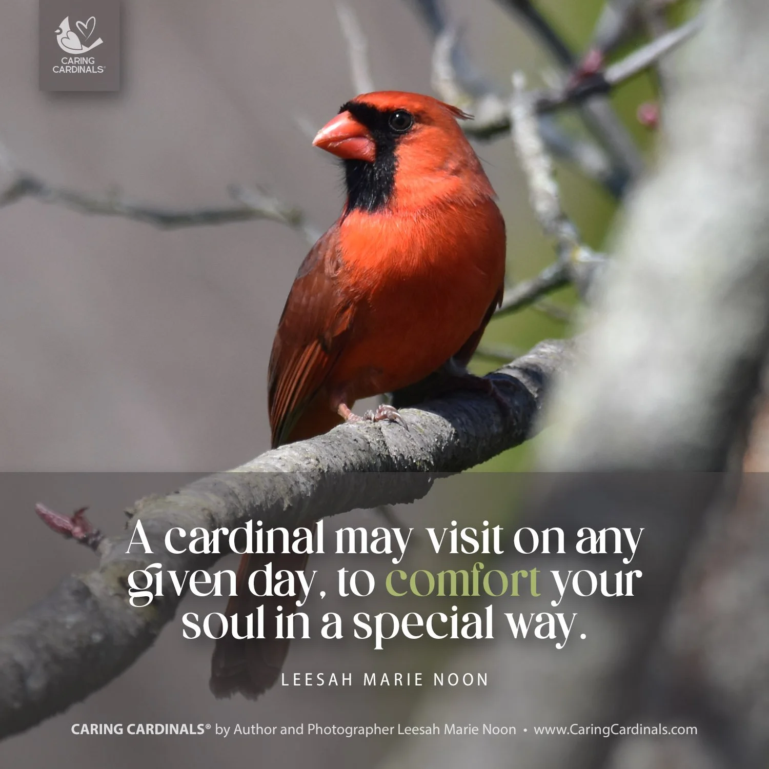 PHOTO GALLERY — CARING CARDINALS