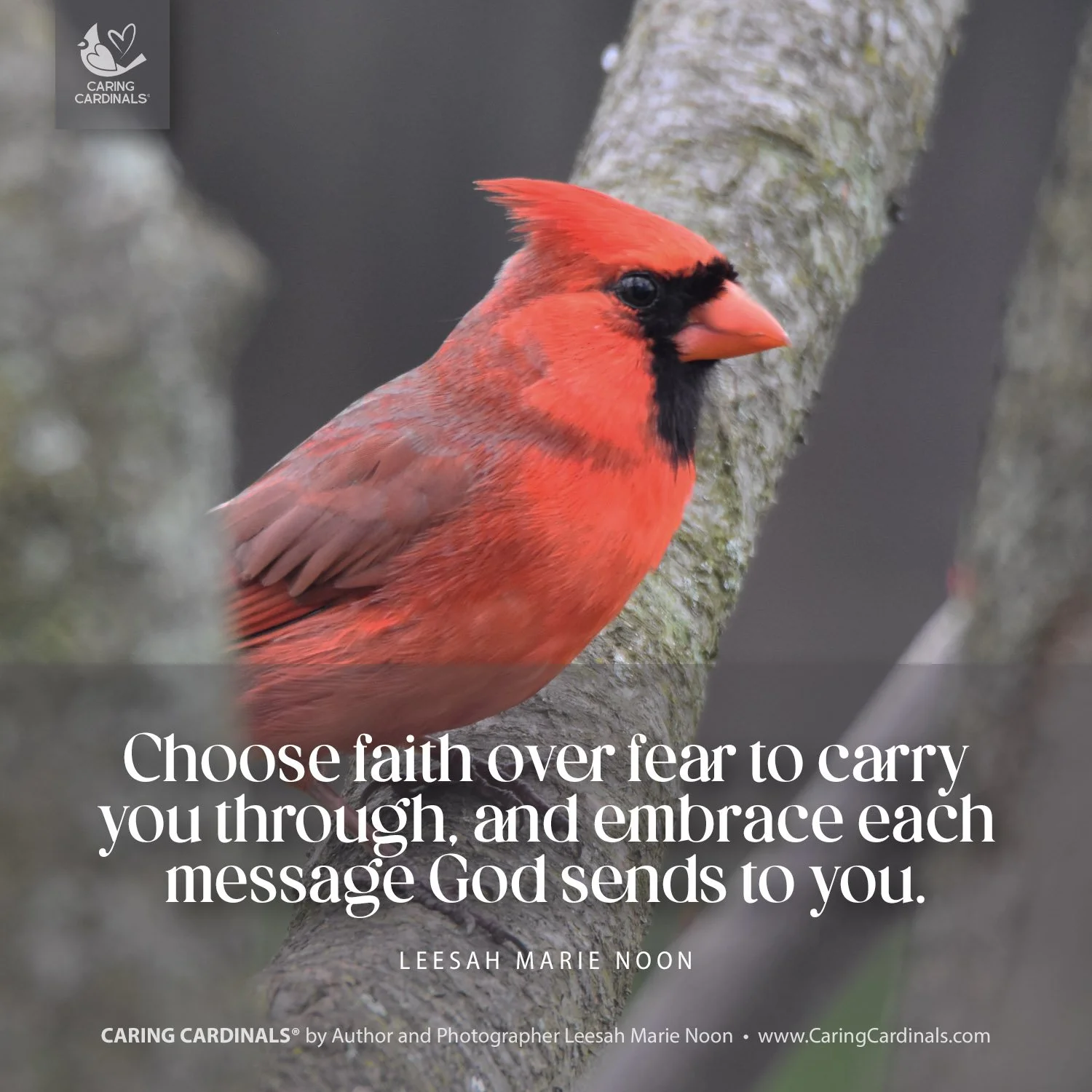 PHOTO GALLERY — CARING CARDINALS