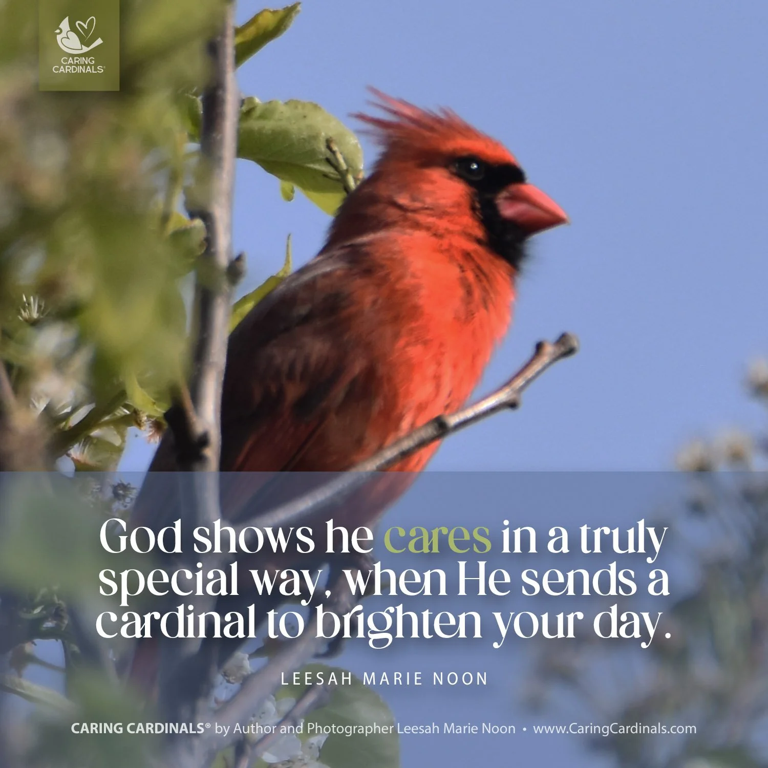 PHOTO GALLERY — CARING CARDINALS