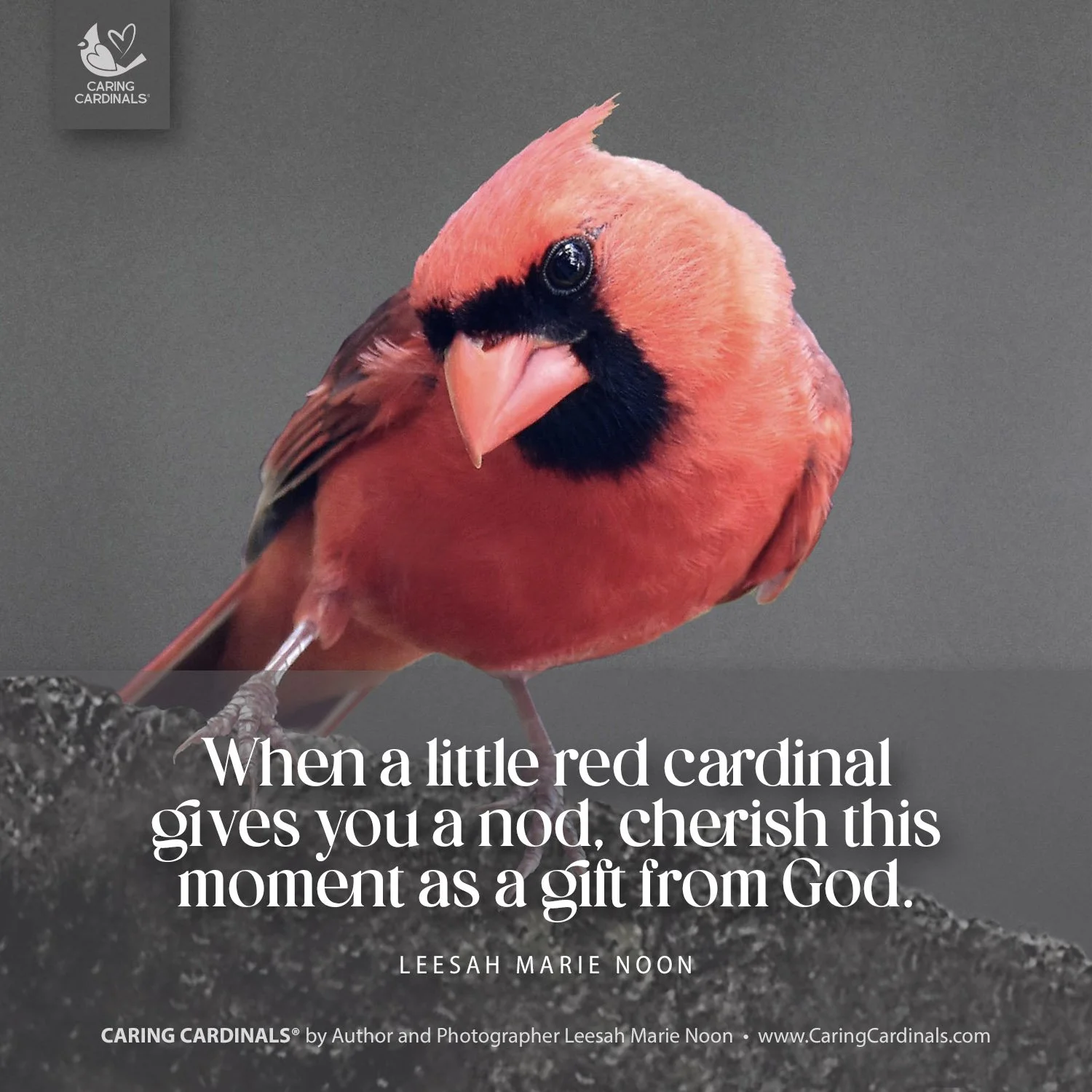 PHOTO GALLERY — CARING CARDINALS