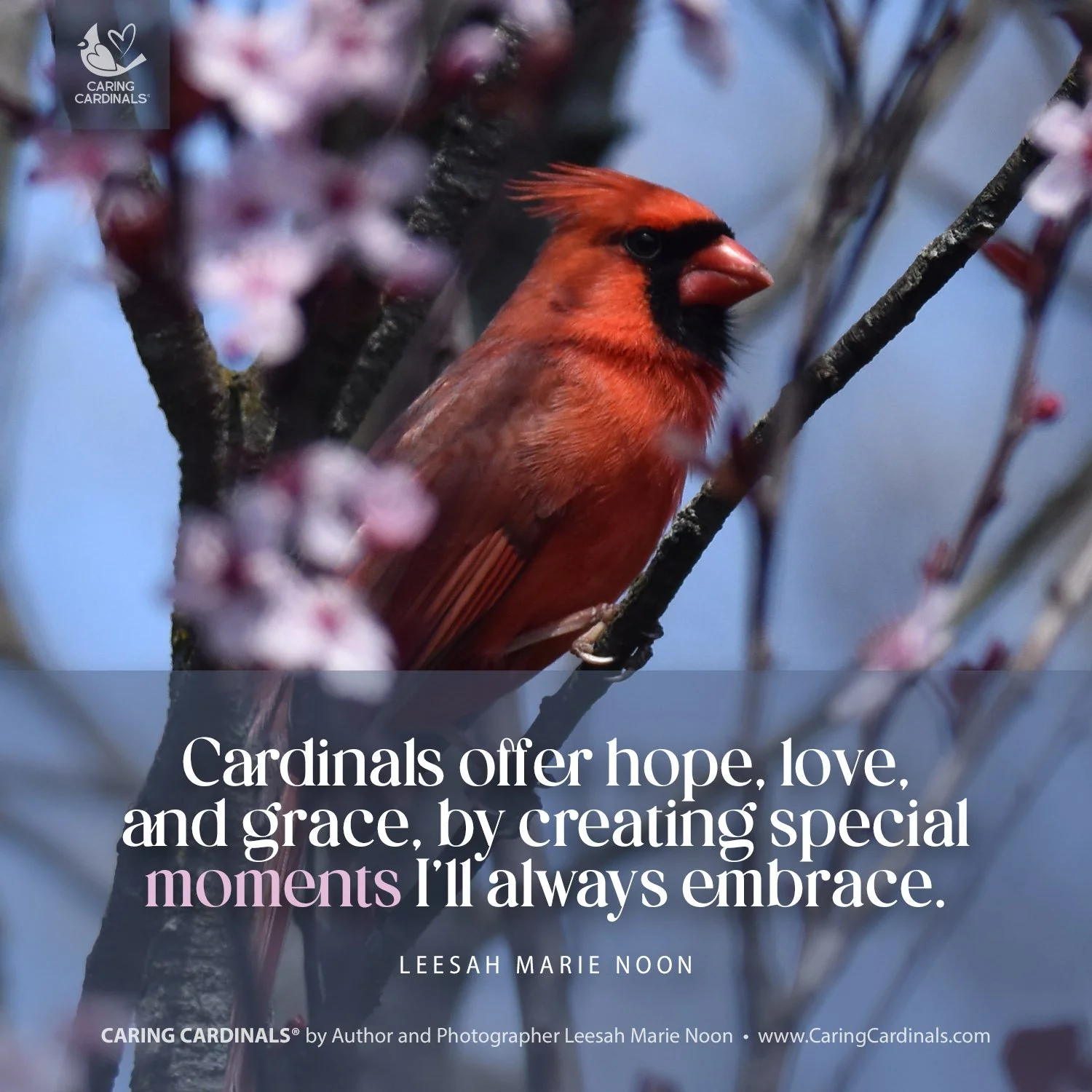 PHOTO GALLERY — CARING CARDINALS