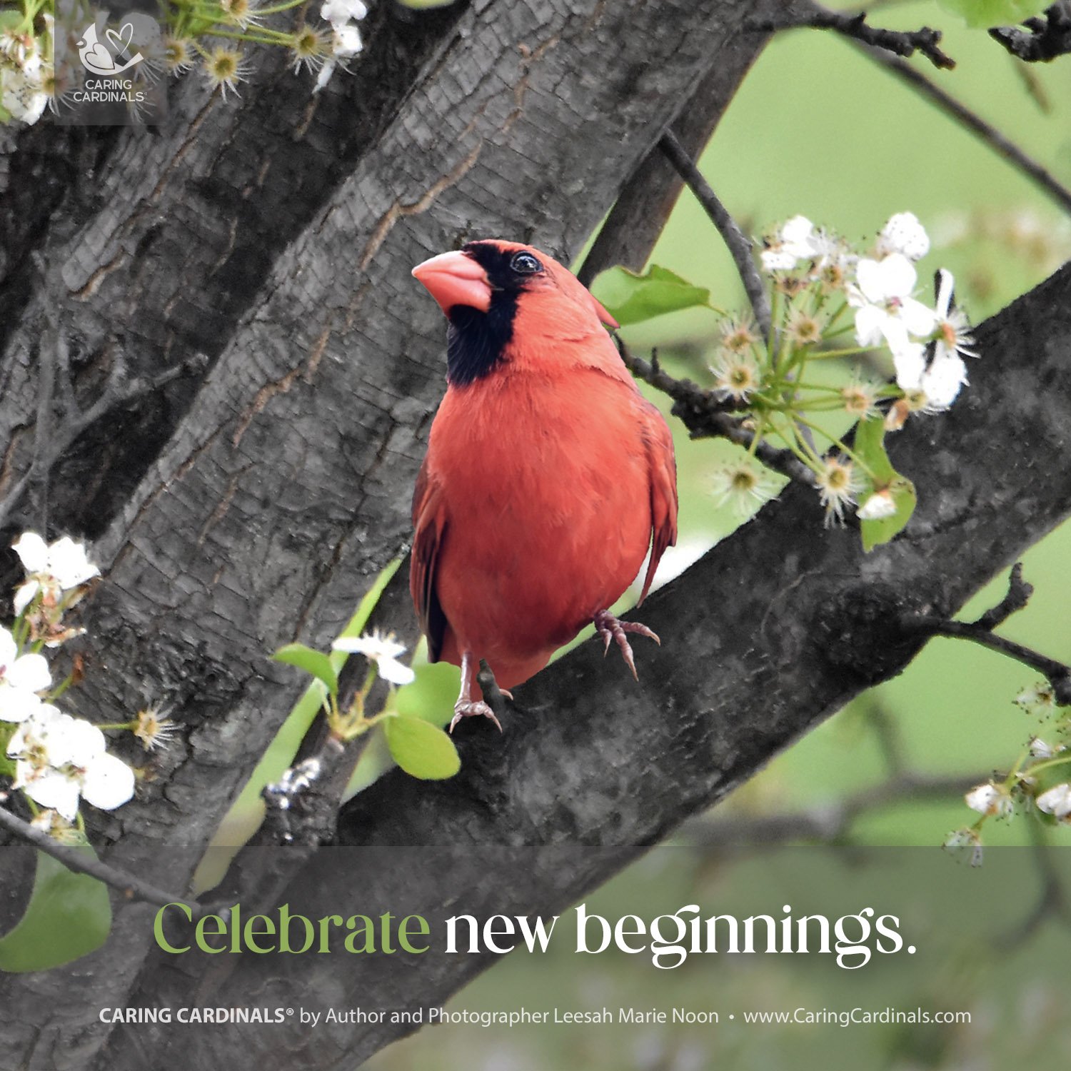 PHOTO GALLERY — CARING CARDINALS