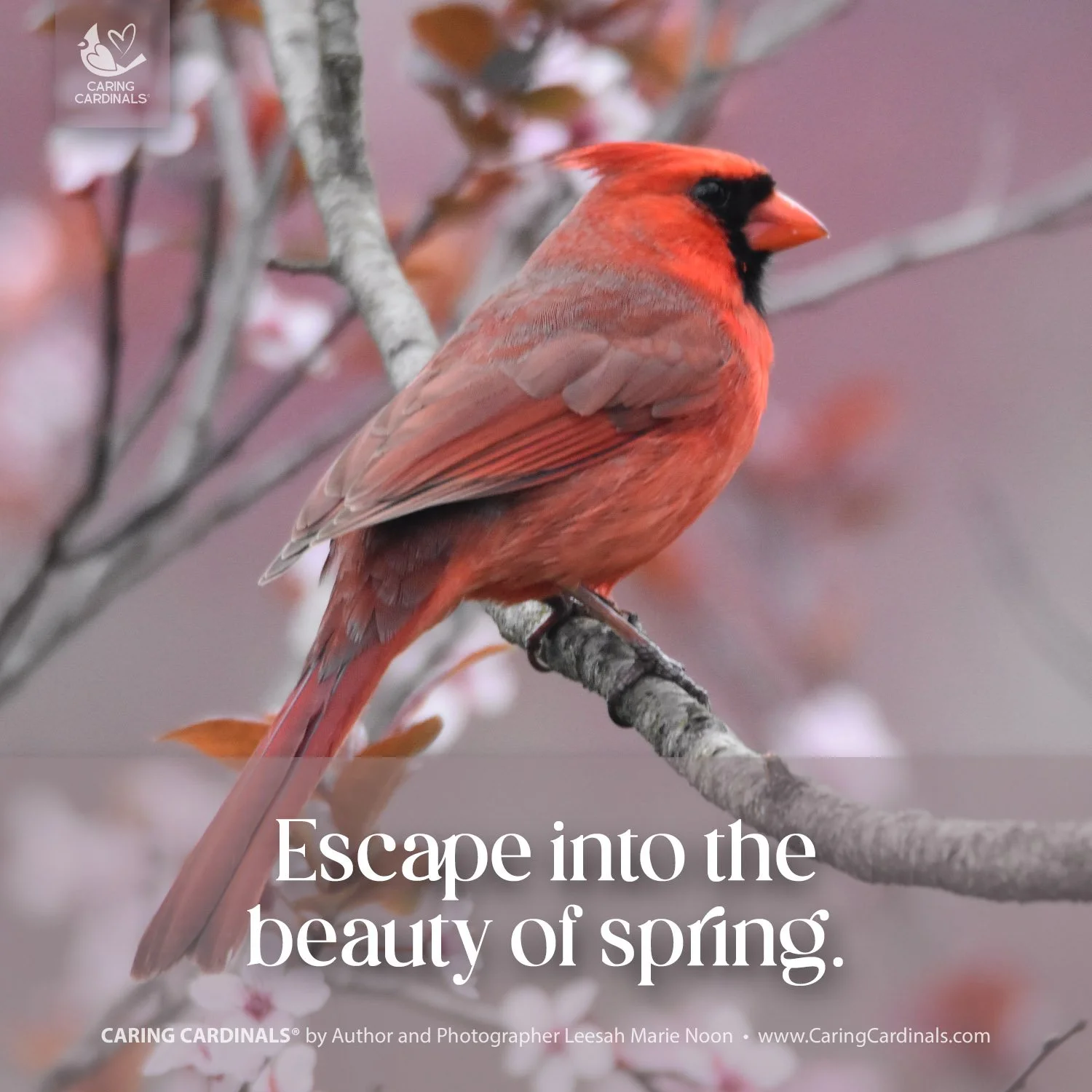 PHOTO GALLERY — CARING CARDINALS