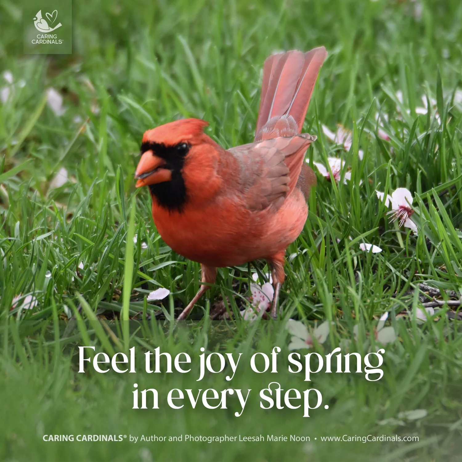 PHOTO GALLERY — CARING CARDINALS